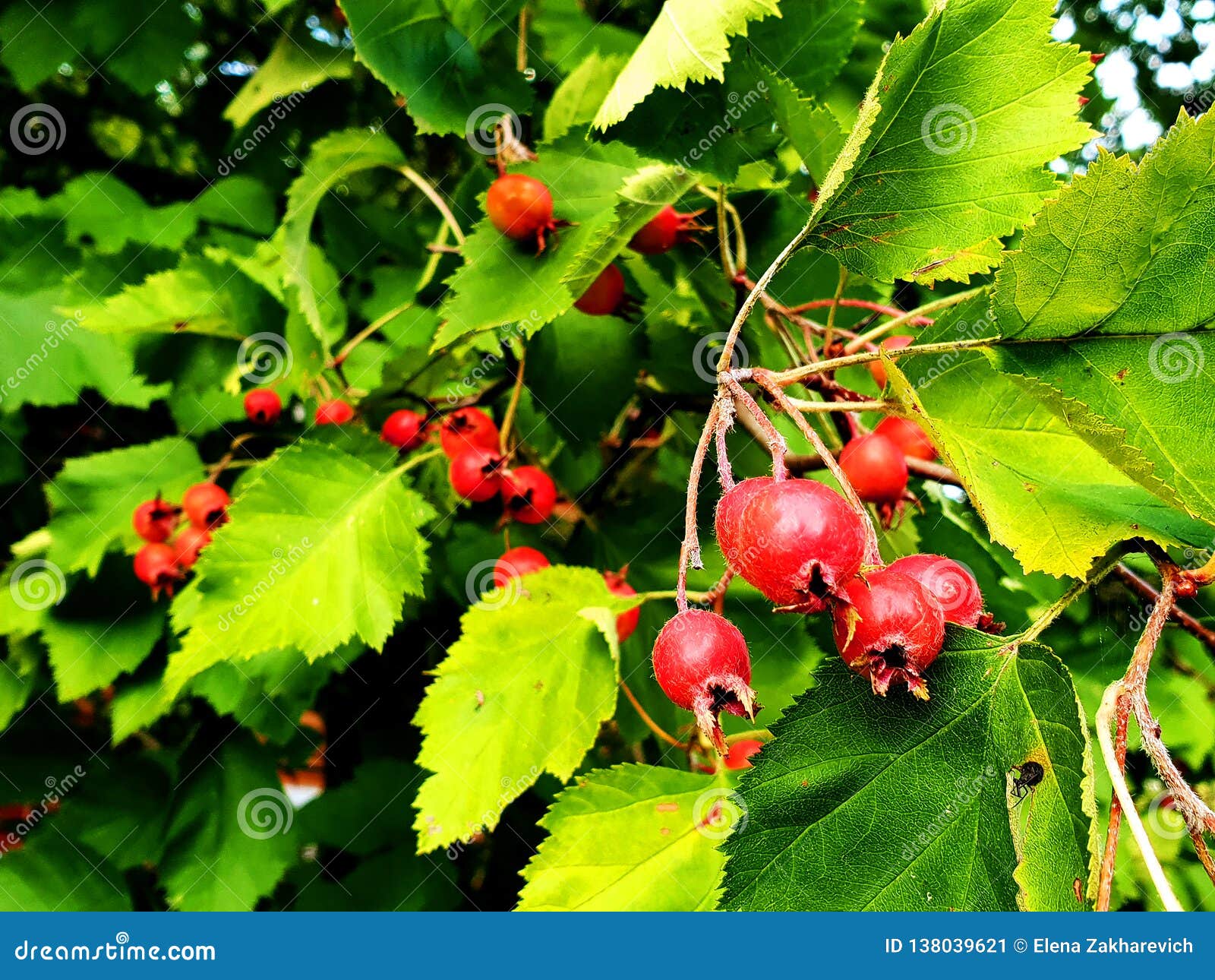 Hawthorn berries on a tree stock image. Image of color - 138039621
