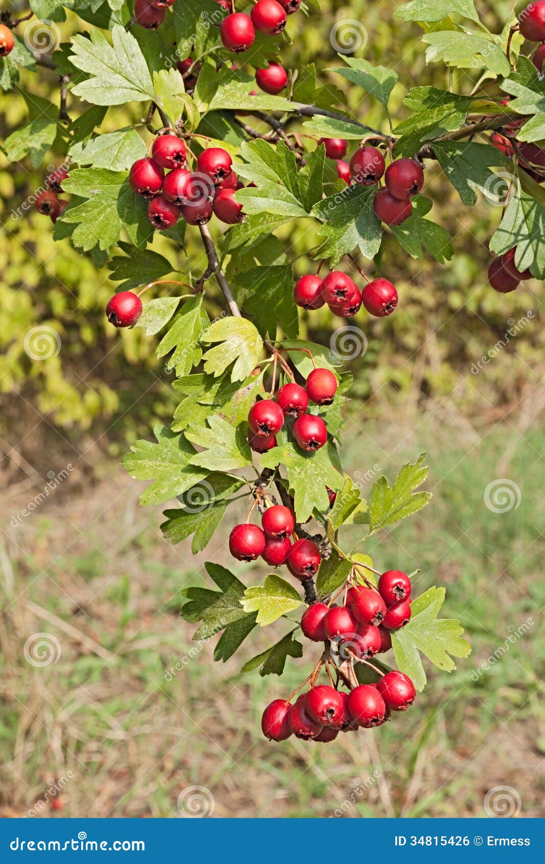 Hawthorn berries stock photo. Image of berry, medicine - 34815426