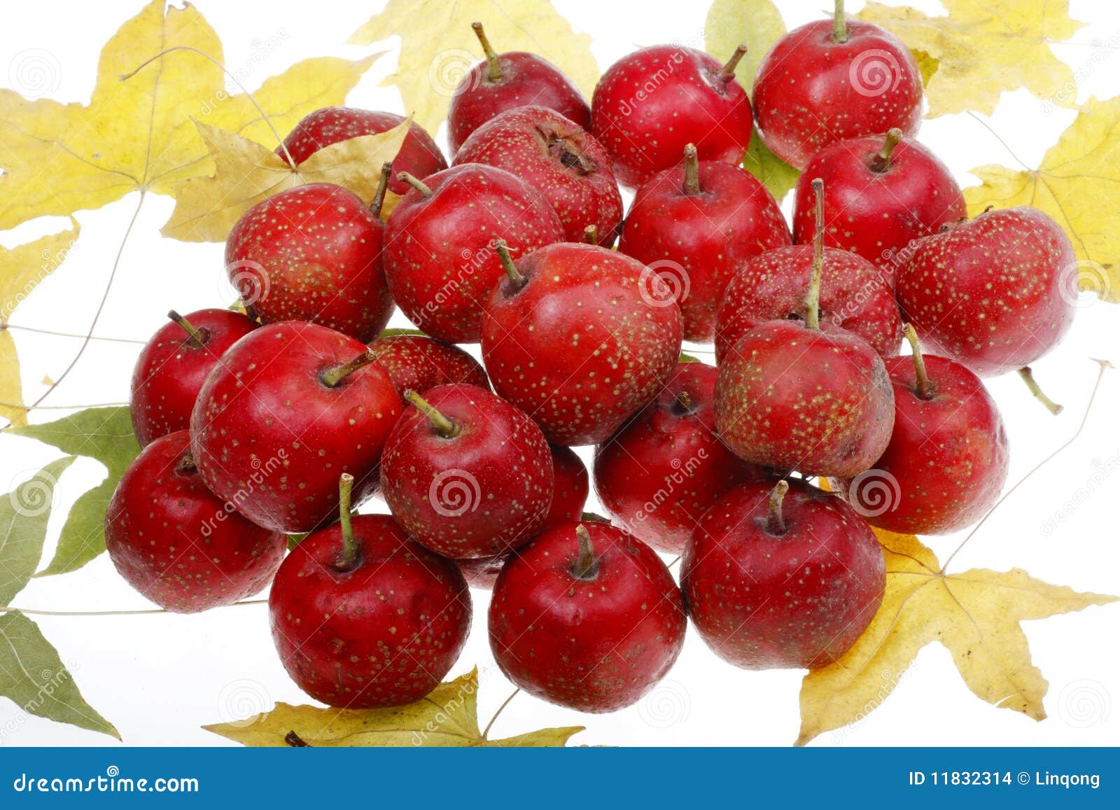 Hawthorn berry in autumn stock photo. Image of fall, november - 11832314