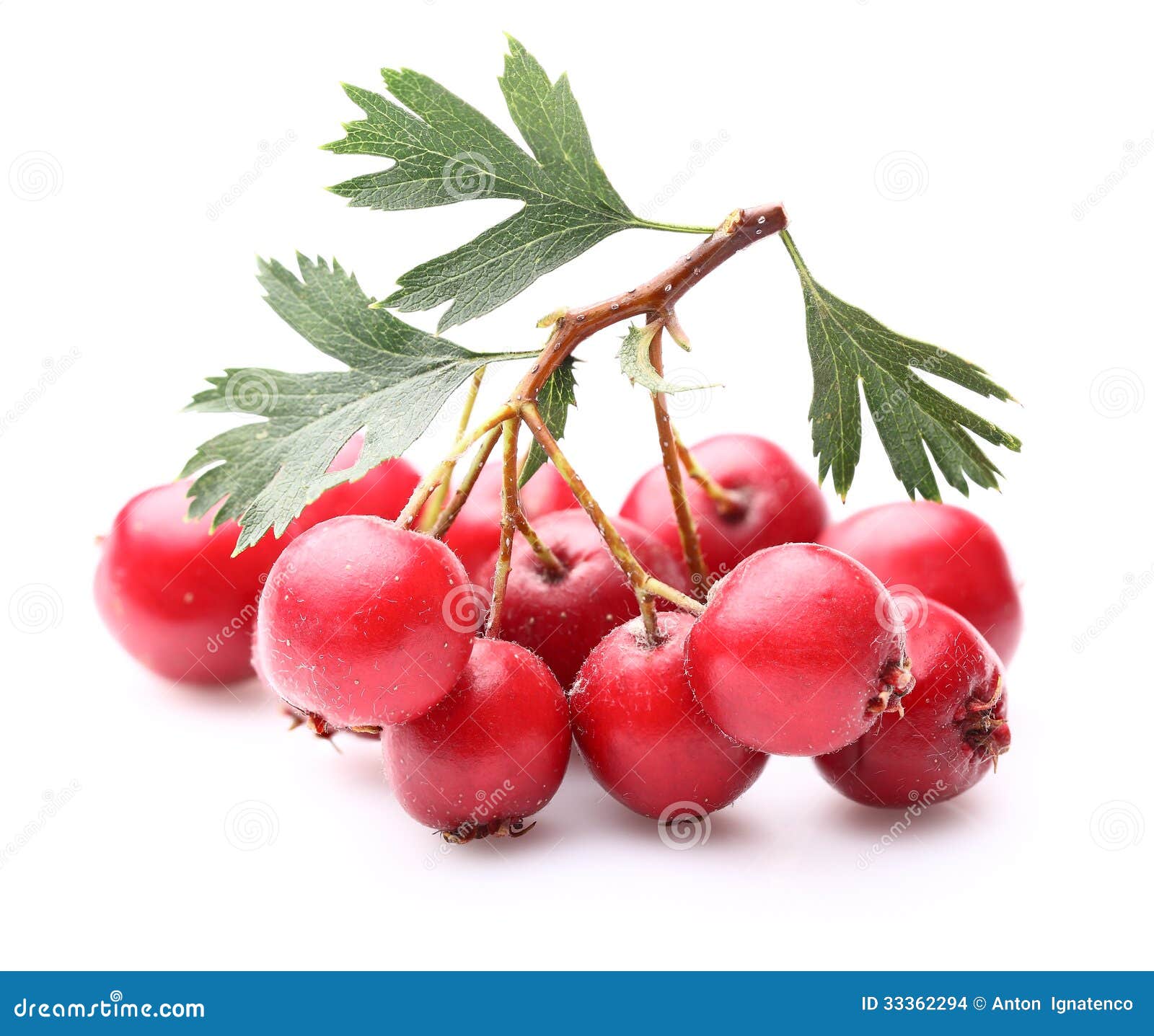 Hawthorn berry stock photo. Image of objects, sweet, medicine - 33362294