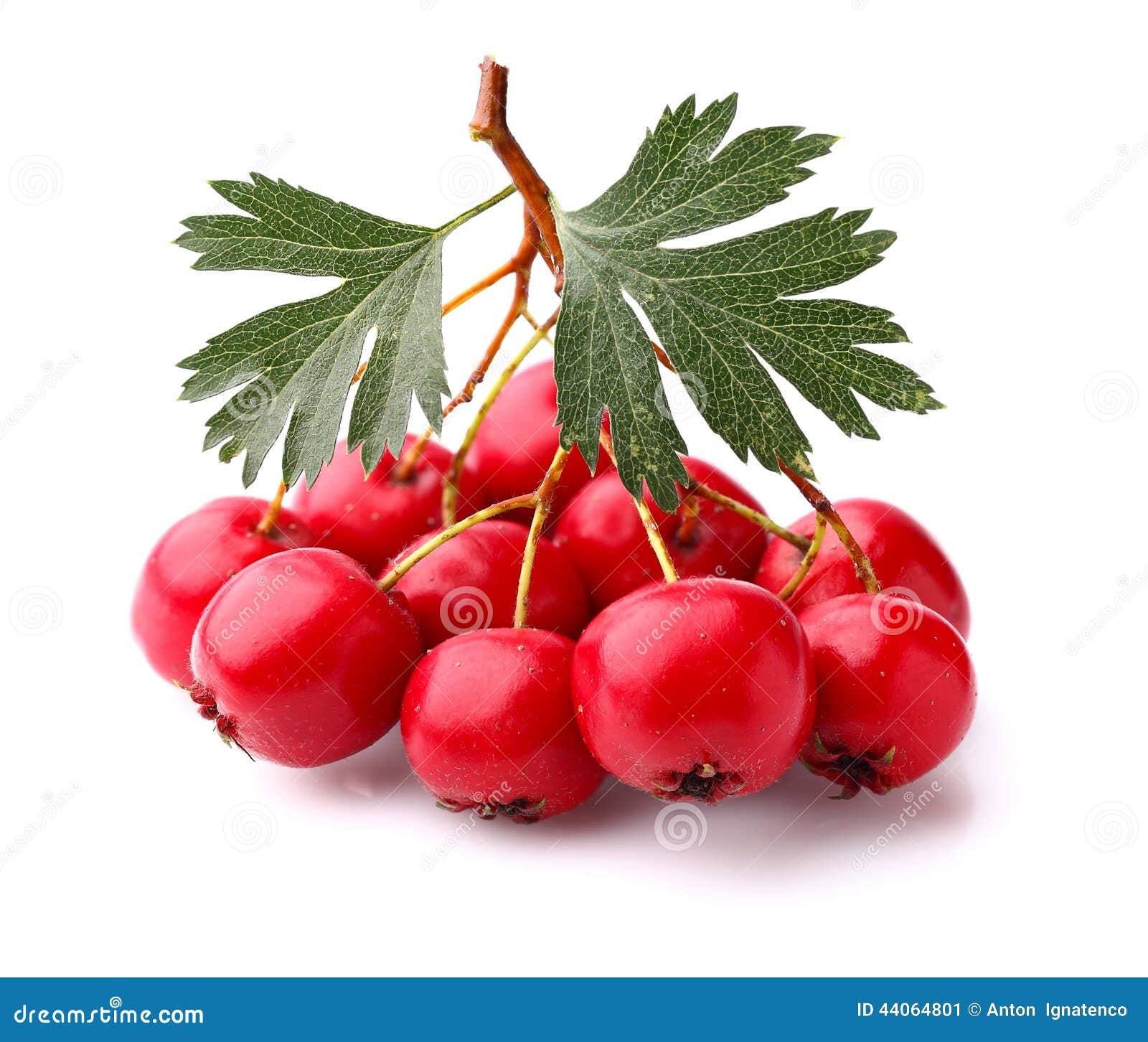 Hawthorn berry with leaves stock image. Image of objects - 44064801