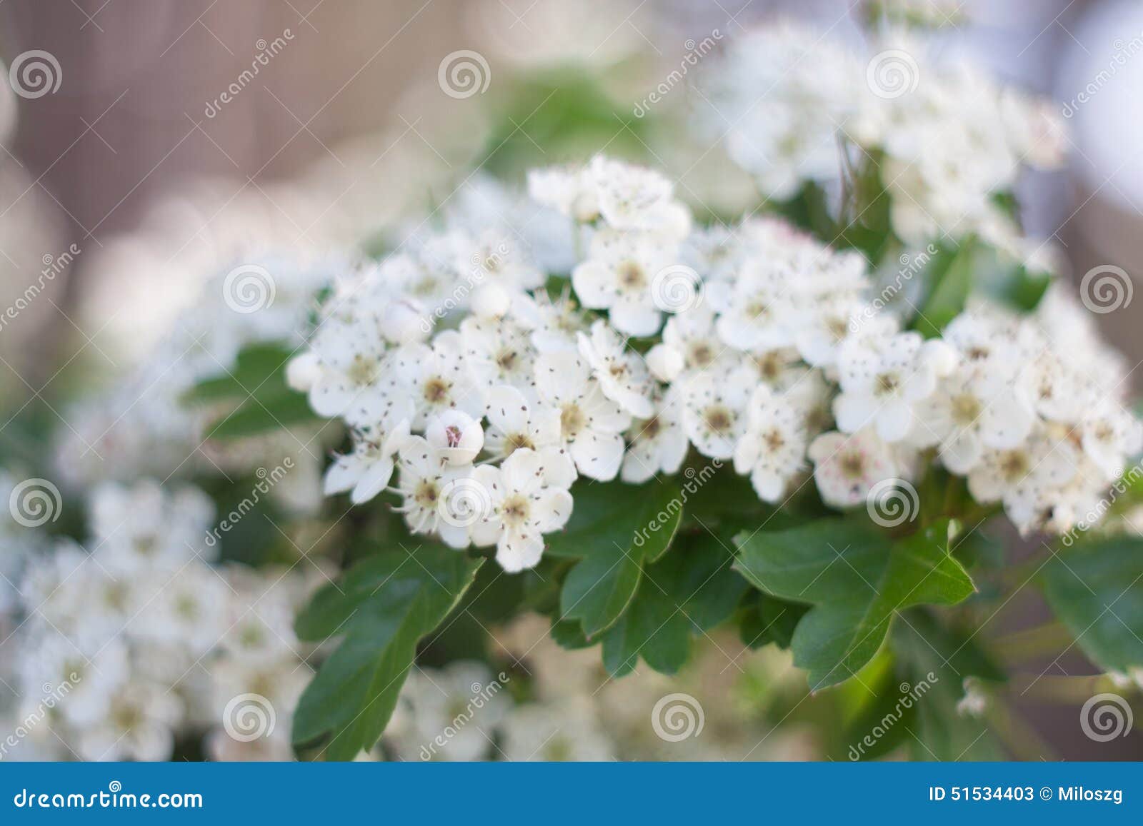 Hawthorn blooming stock image. Image of bloom, green - 51534403