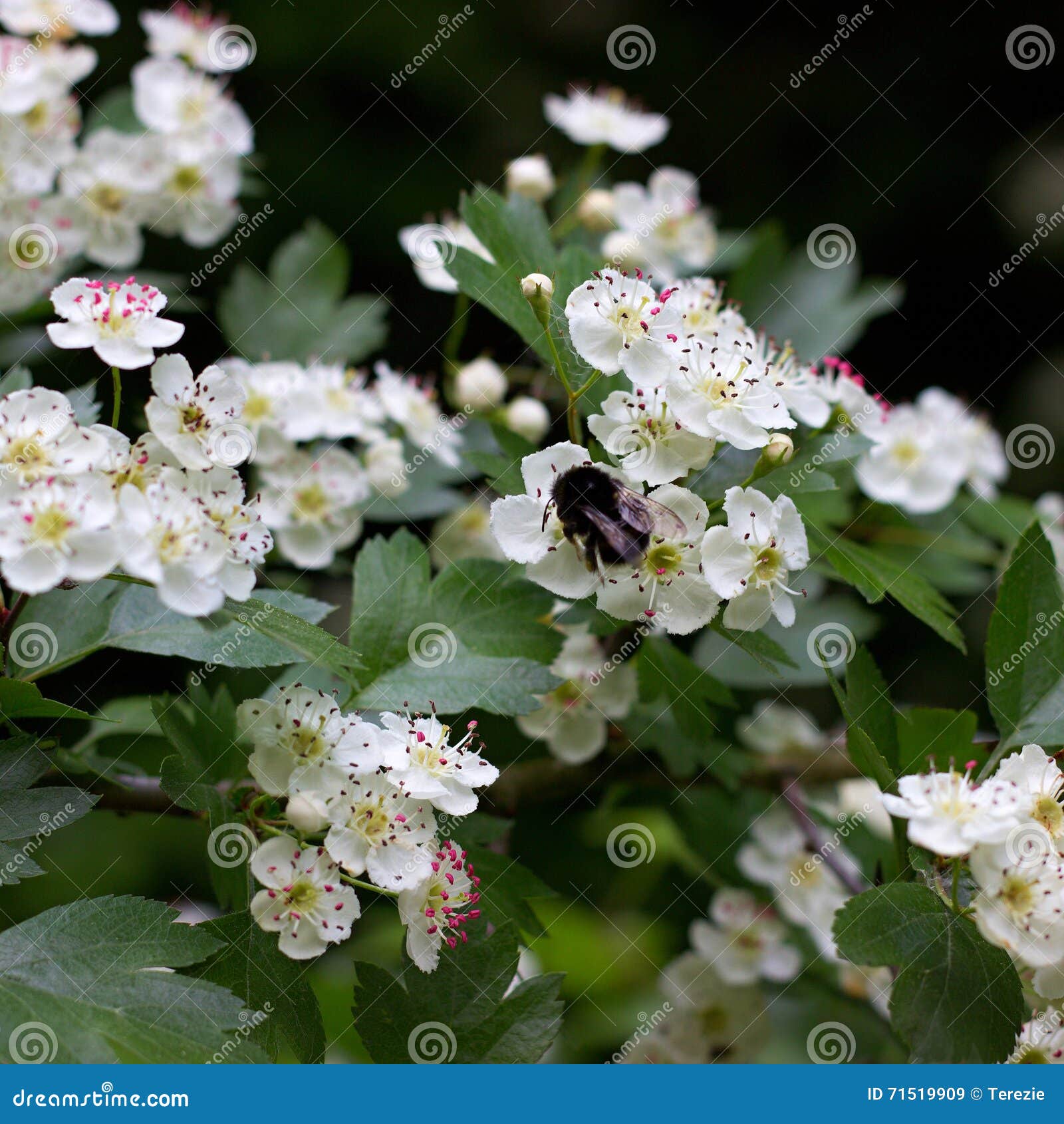 Hawthorn stock image. Image of blooms, growth, budding - 71519909