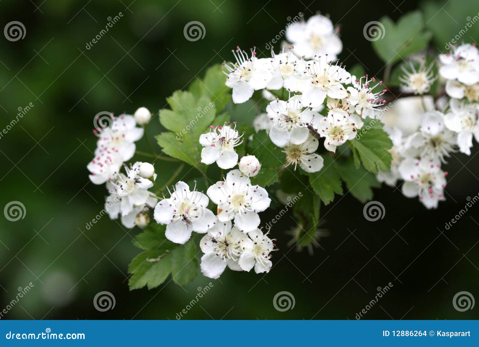 Hawthorn blossom stock photo. Image of plant, blossom - 12886264