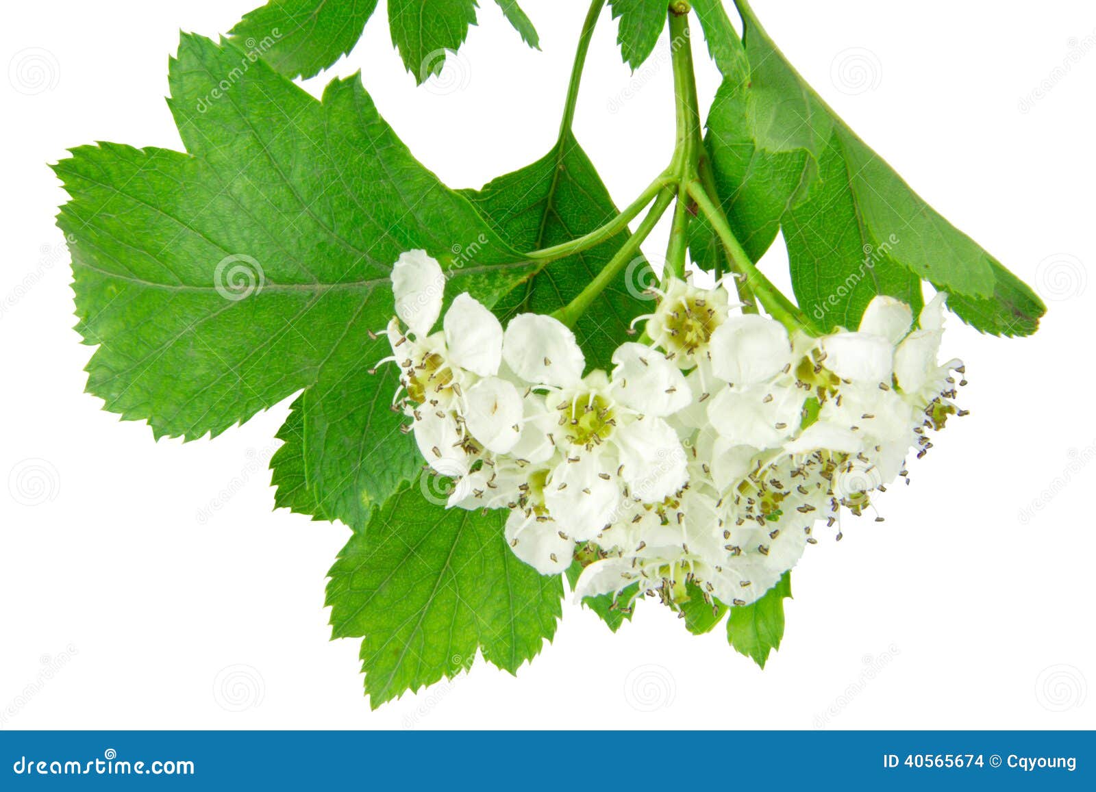 Hawthorn blossom stock photo. Image of blossom, isolated - 40565674