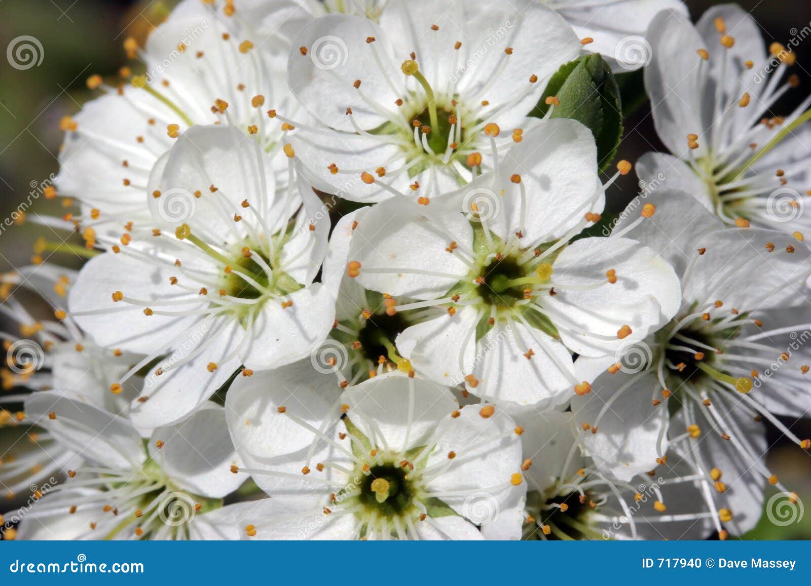 Hawthorn Blossom in Sunlight Stock Photo - Image of plant, stamen: 717940
