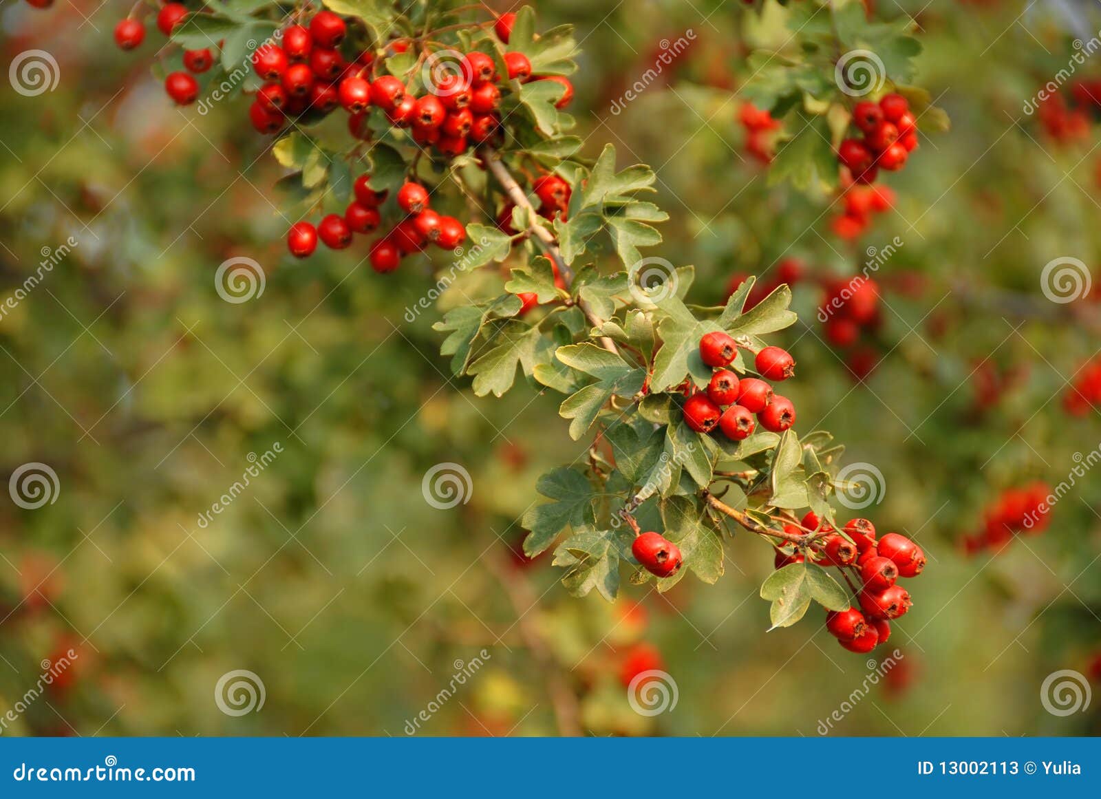 Hawthorn branch stock image. Image of botanical, botany - 13002113