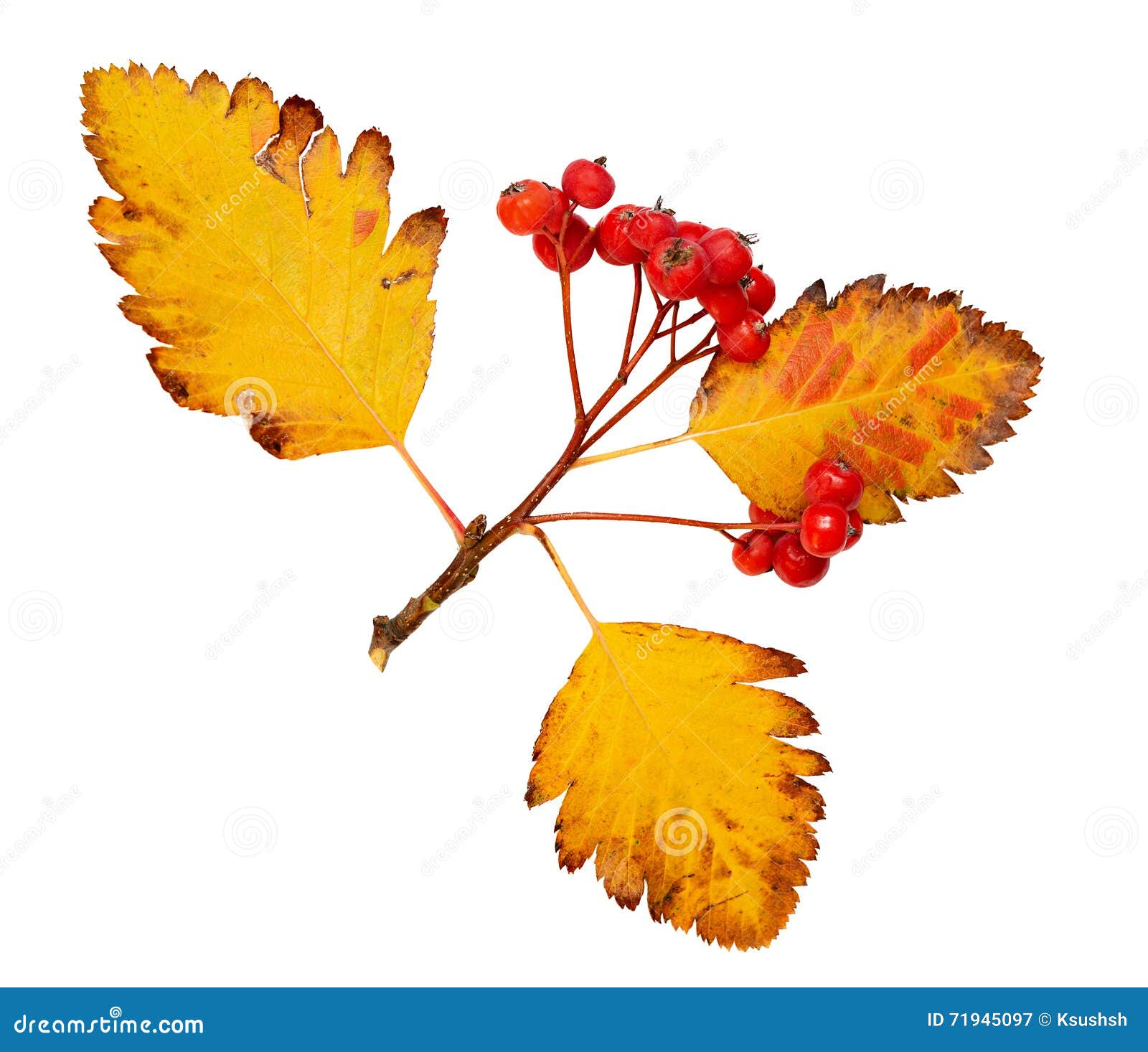 Hawthorn Branch in Autumn Colors Stock Image - Image of berry, vibrant ...