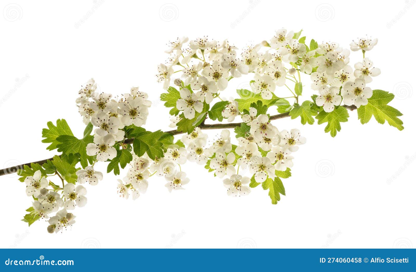 Hawthorn Branch with Flowers Stock Photo - Image of herbs, hawthorne ...