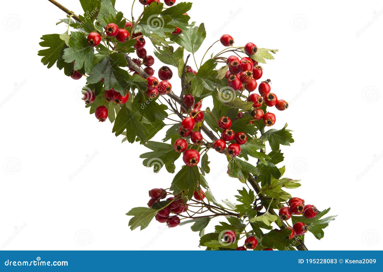 Hawthorn branch isolated stock image. Image of twig - 195228083