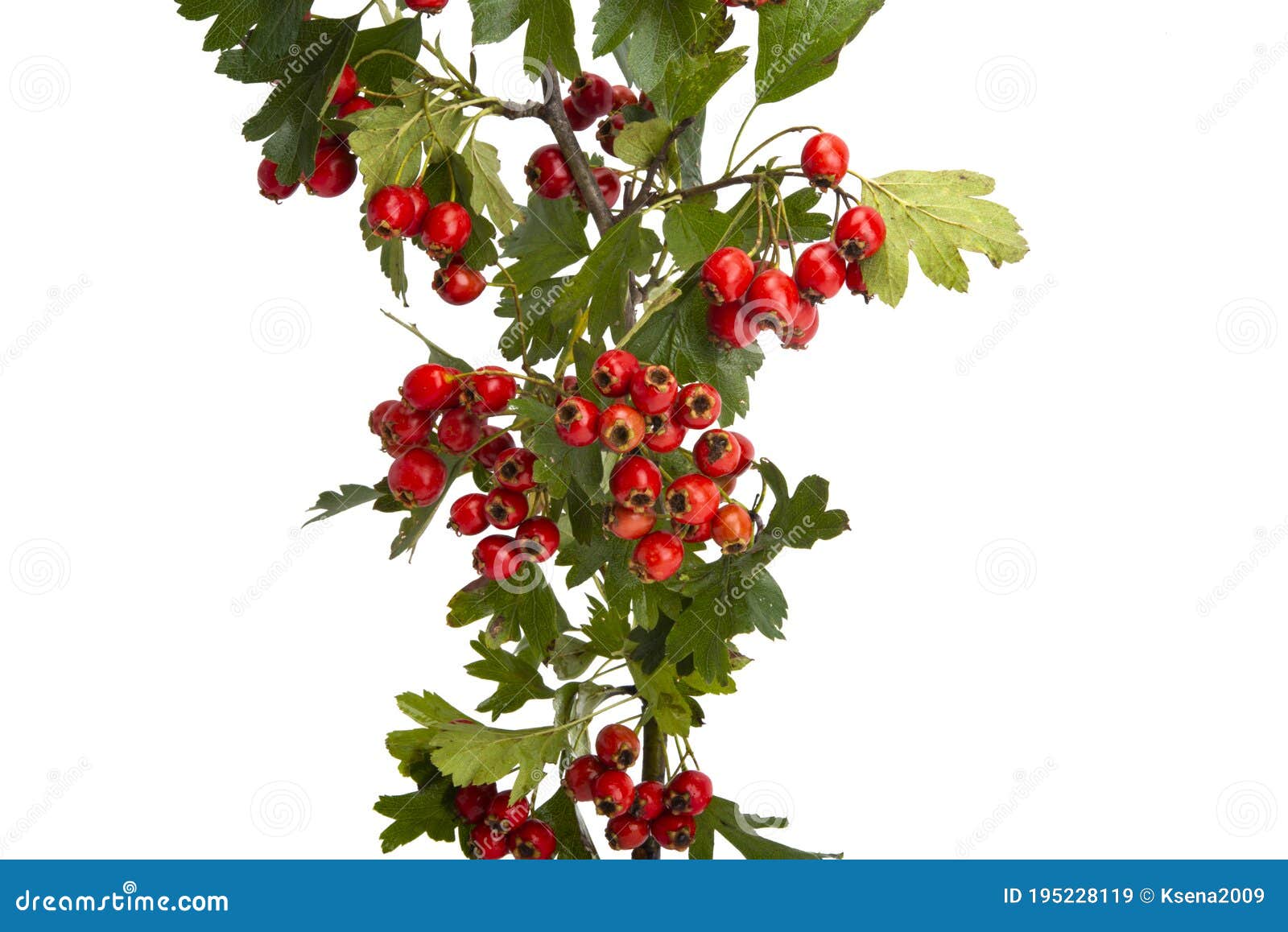Hawthorn branch isolated stock image. Image of medicine - 195228119