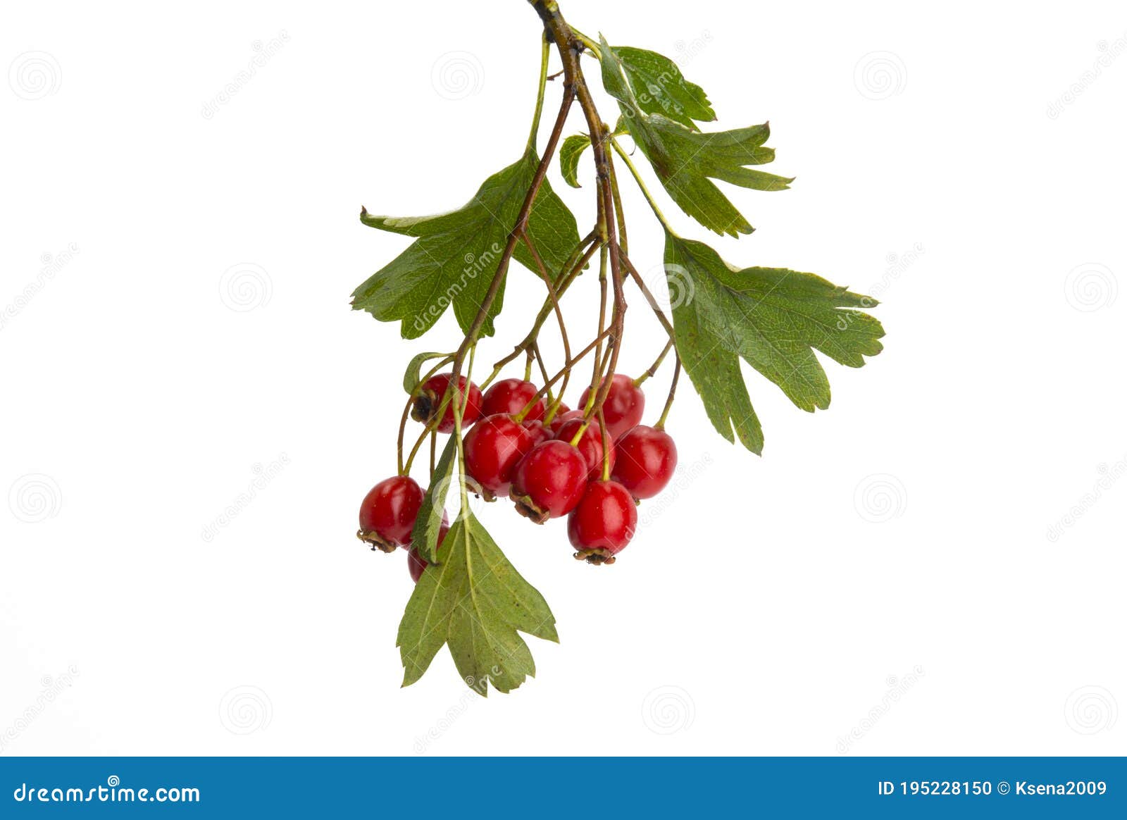Hawthorn branch isolated stock photo. Image of herbal - 195228150