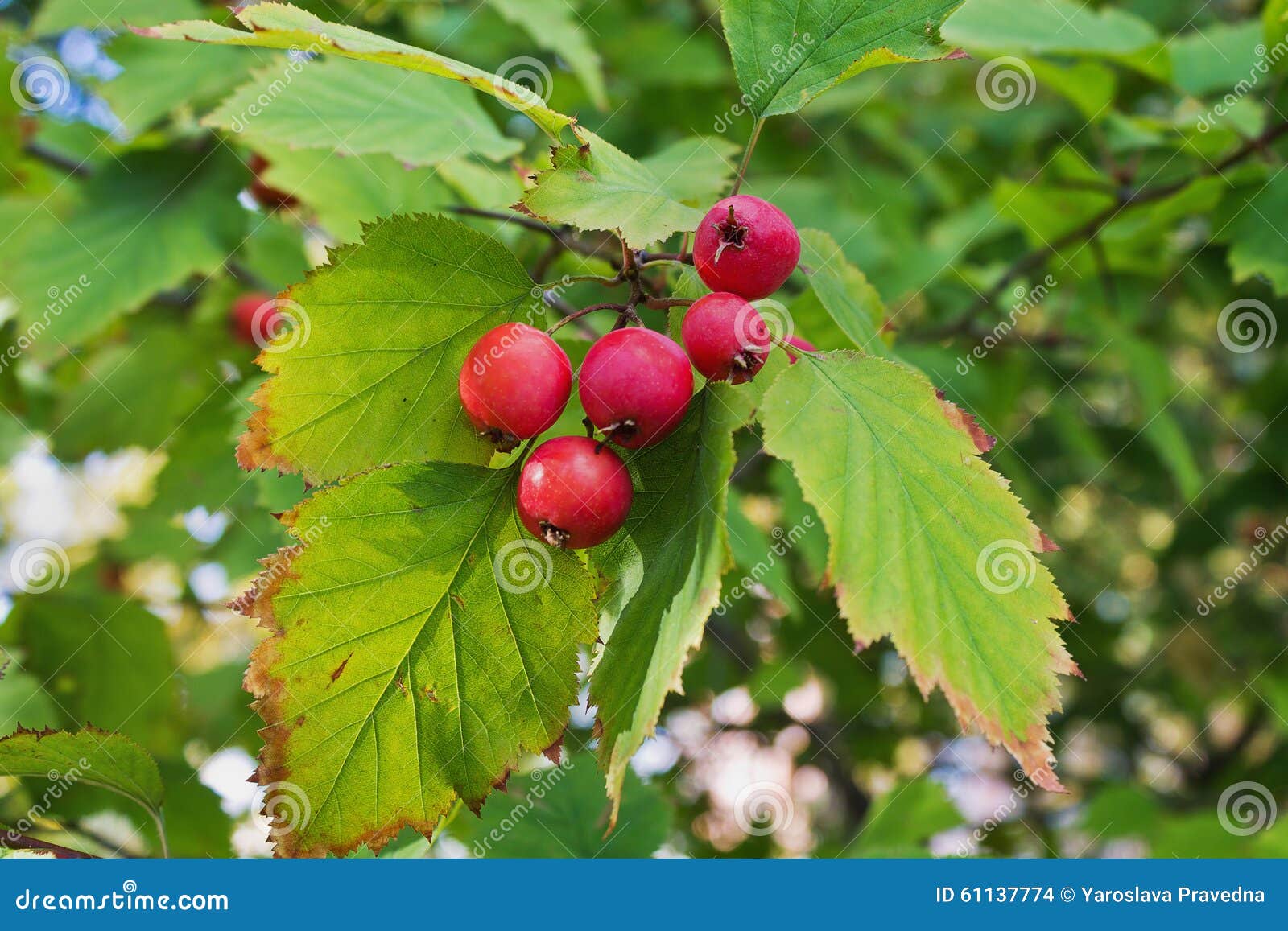 Hawthorn branch stock photo. Image of closeup, healthy - 61137774