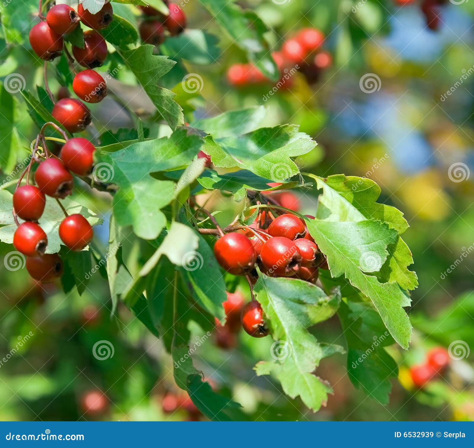 Hawthorn Branch with Red Berries Stock Image - Image of leaf, fruit ...
