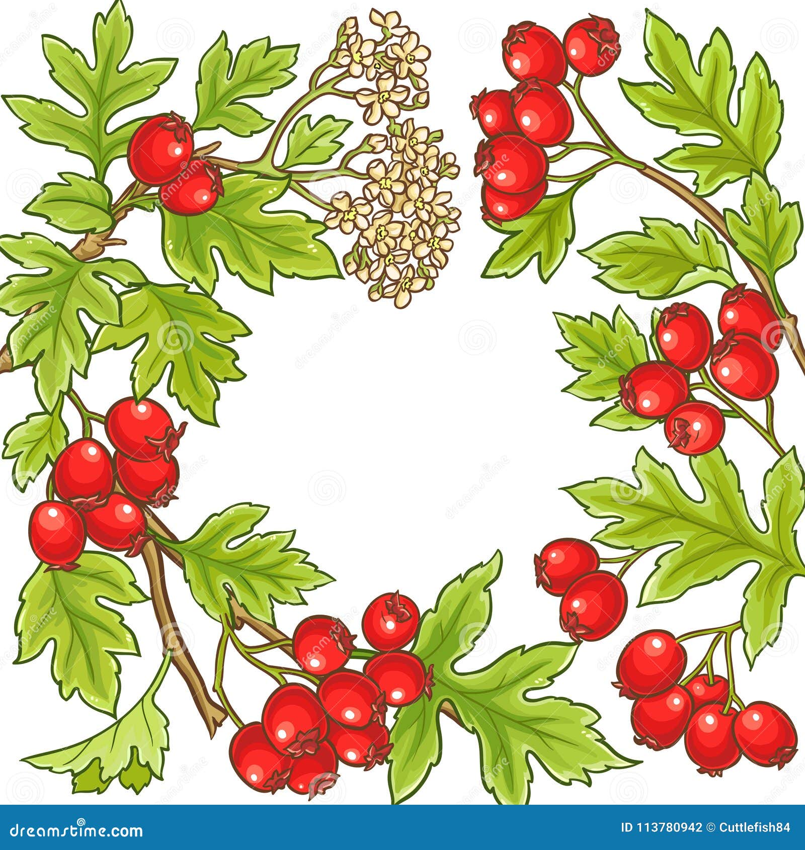 Hawthorn Branch Vector Frame Stock Vector - Illustration of herbal ...