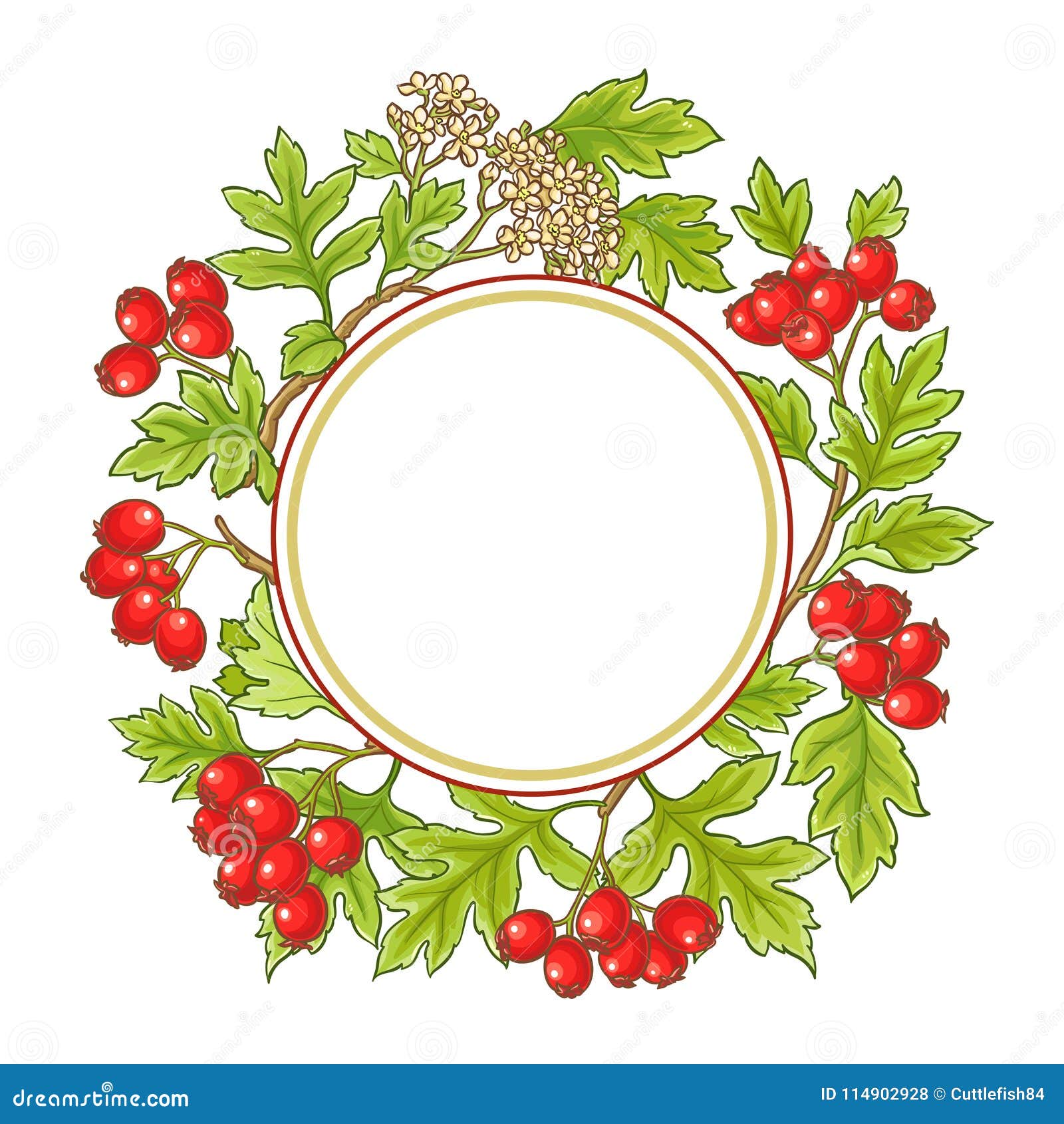Hawthorn Branch Vector Frame Stock Vector - Illustration of botany ...