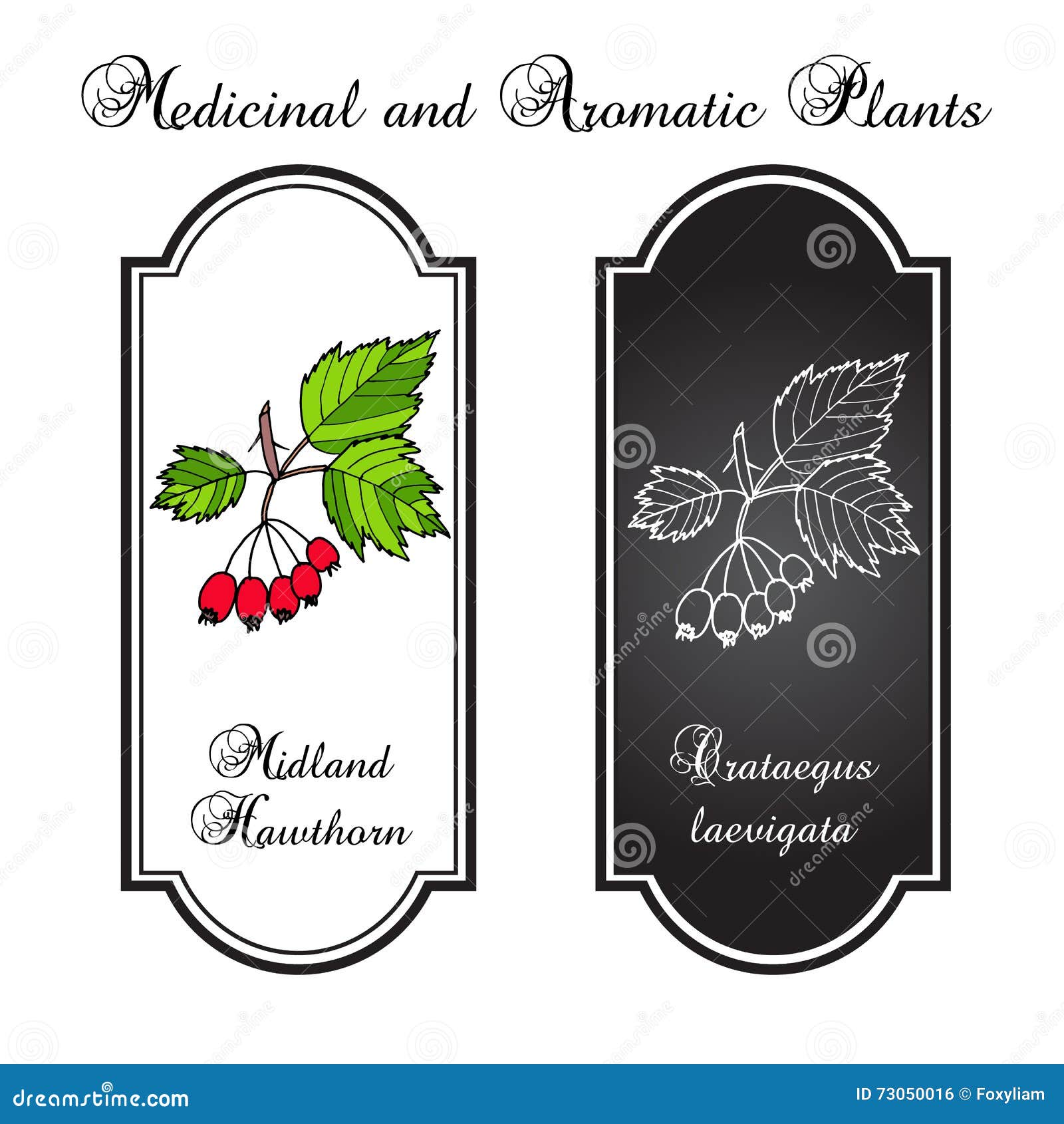 Hawthorn branch stock vector. Illustration of vegetation - 73050016