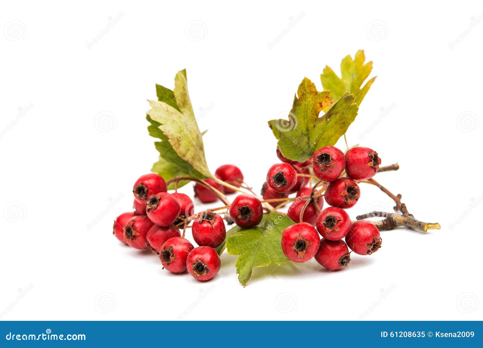 Hawthorn branch stock image. Image of isolated, shiny - 61208635