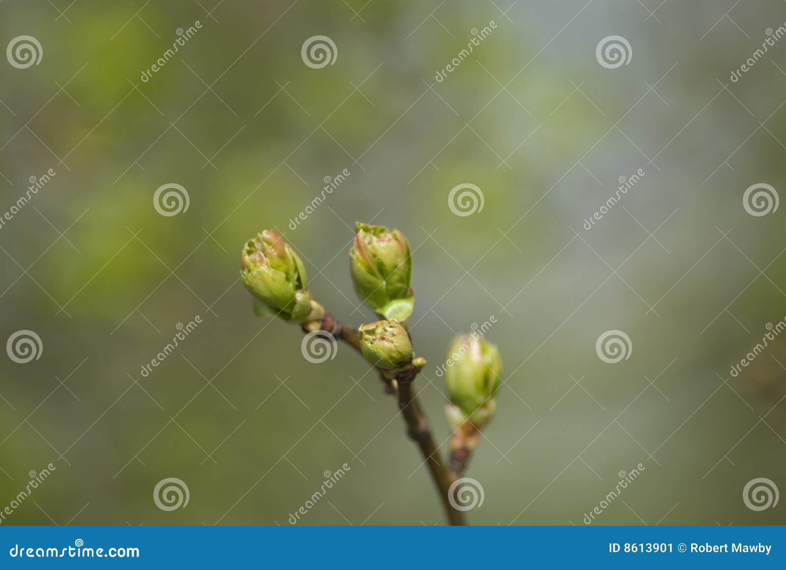 Hawthorn Buds Begin To Open Stock Image - Image of road, rosaceae: 8613901