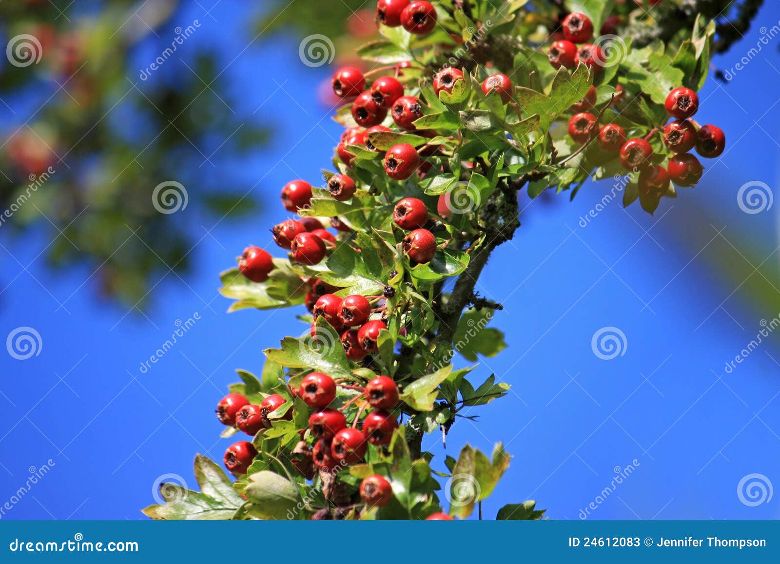 Hawthorn bush stock image. Image of plant, leaves, bush - 24612083