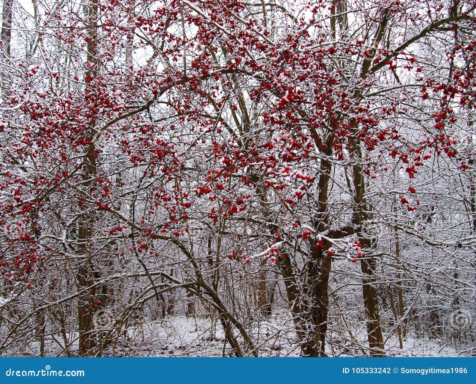 Hawthorn bush in winter. stock photo. Image of close - 105333242