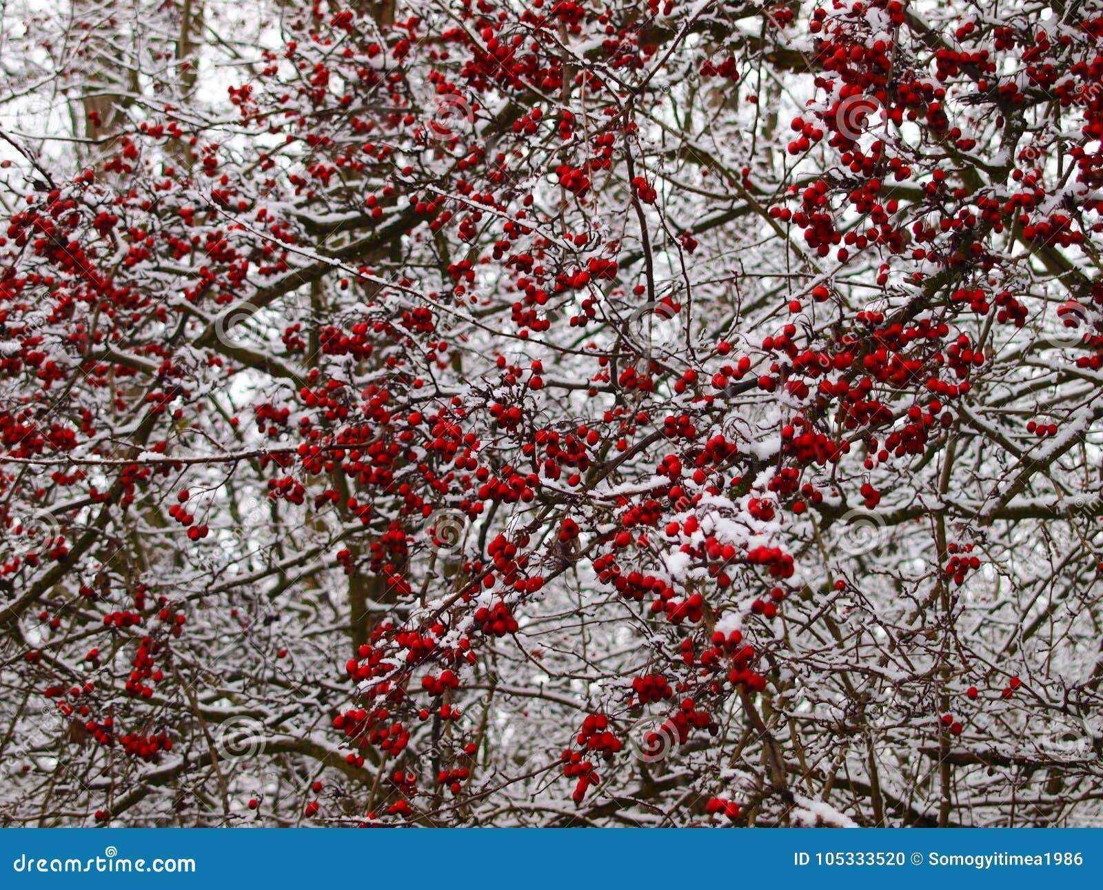 Hawthorn bush in winter. stock photo. Image of branch - 105333520