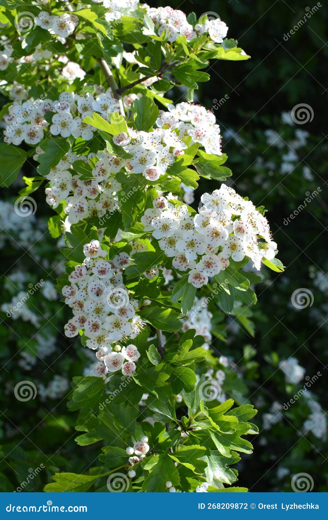 Hawthorn Crataegus Blooms in Nature Stock Photo - Image of hawthorn ...
