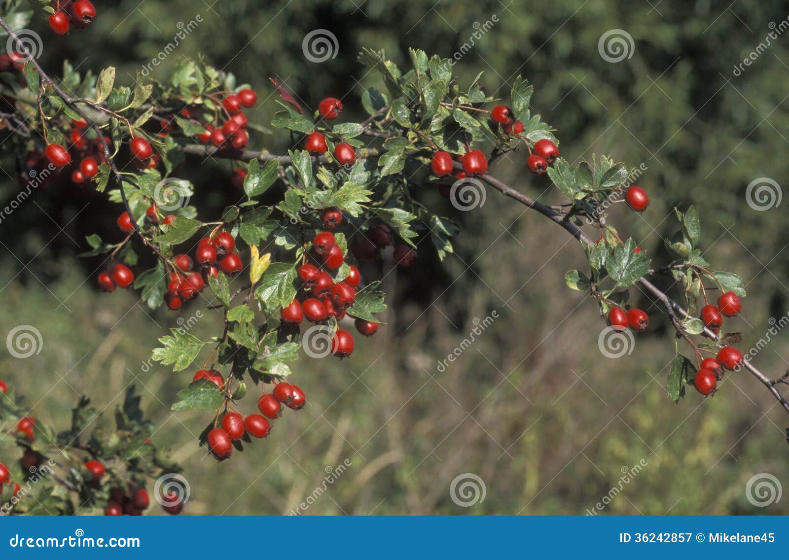 Hawthorn Crataegus Submollis Mazing Blossom. Close-up White Flowers On ...