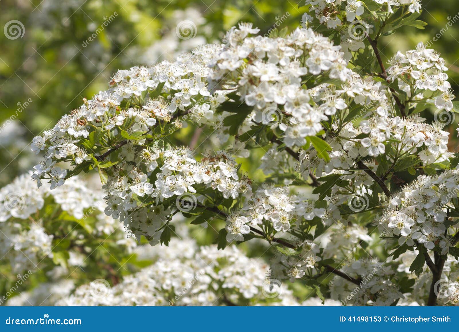 Hawthorn (Crataegus Monogyna) Stock Image - Image of season, leaf: 41498153