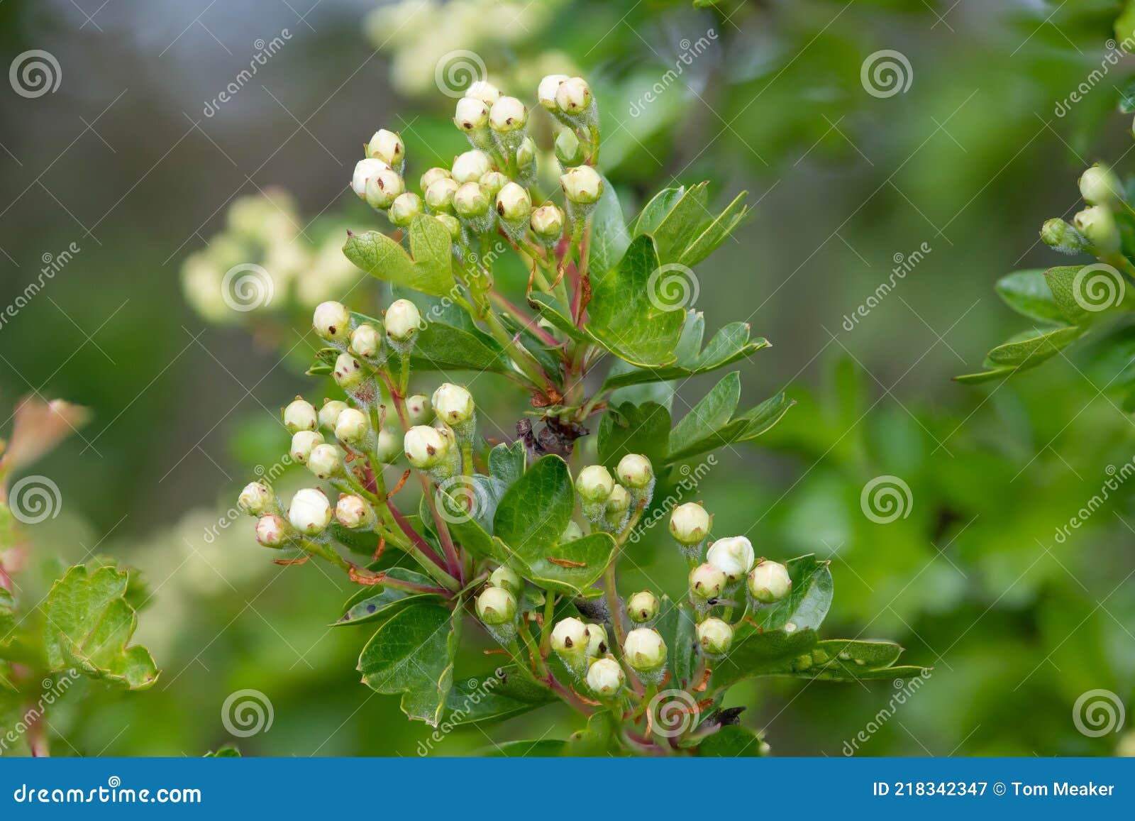 Hawthorn Crataegus Monogyna Buds Stock Image - Image of growth, natural ...