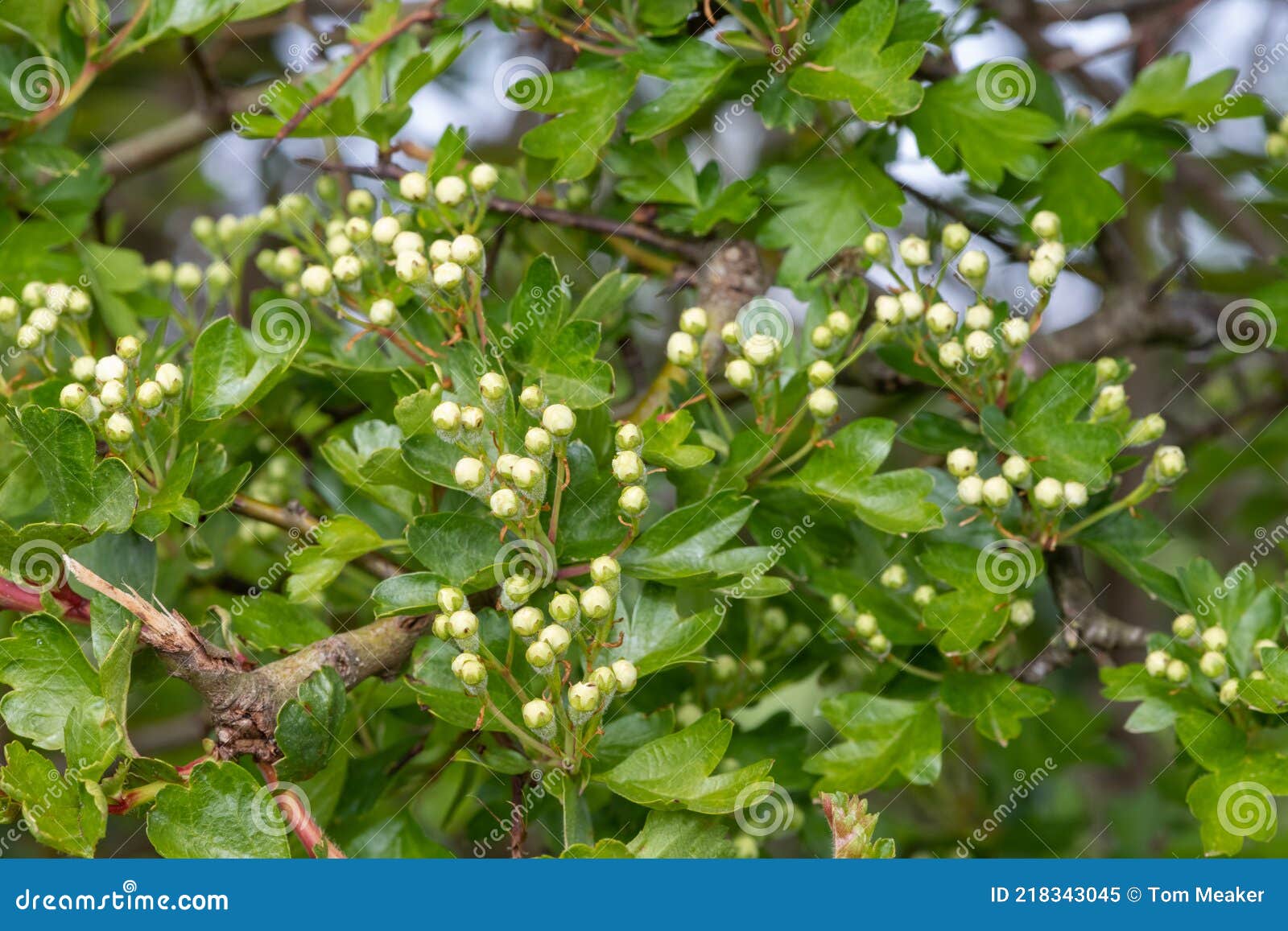 Hawthorn Crataegus Monogyna Buds Stock Image - Image of foliage ...