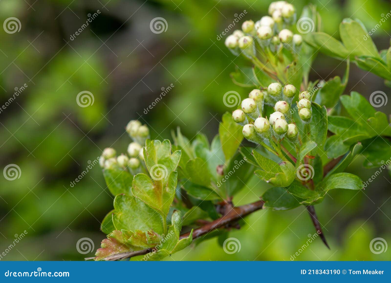 Hawthorn Crataegus Monogyna Buds Stock Photo - Image of crataegus ...