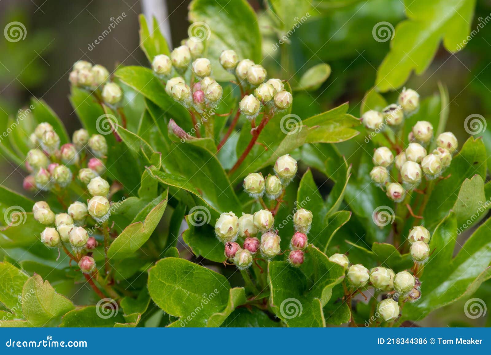 Hawthorn - Crataegus Monogyna, Laevigata Stock Photo | CartoonDealer ...