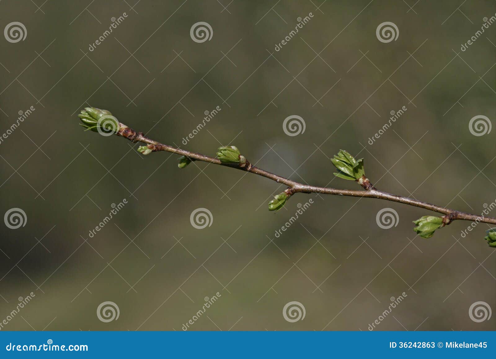 Hawthorn, Crataegus Monogyna Stock Image - Image of hedge, flora: 36242863