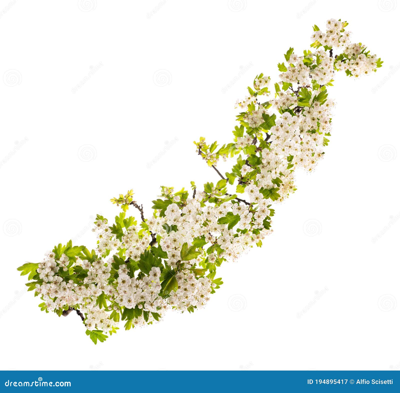 Hawthorn stock image. Image of common, plant, sprig - 194895417