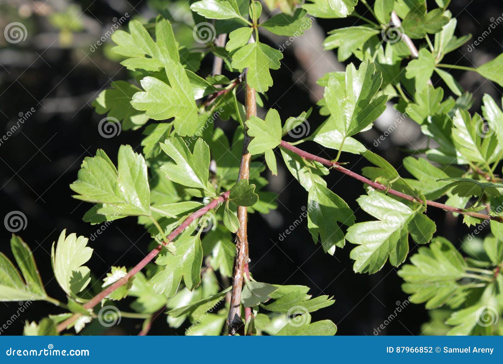 Hawthorn, Crataegus Monogyna Stock Photo - Image of biodiversity, leaf ...
