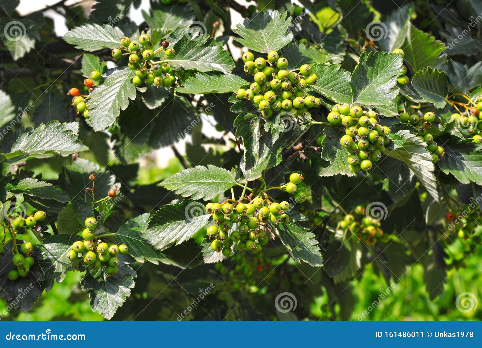 Hawthorn Crataegus Submollis Sarg Stock Image - Image of foliage ...