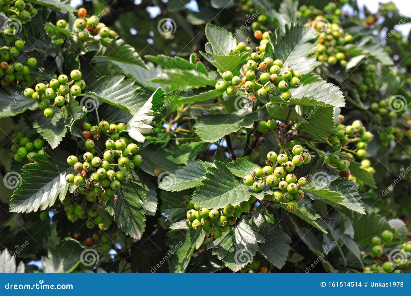 Hawthorn Crataegus Submollis Sarg Stock Photo - Image of garden ...