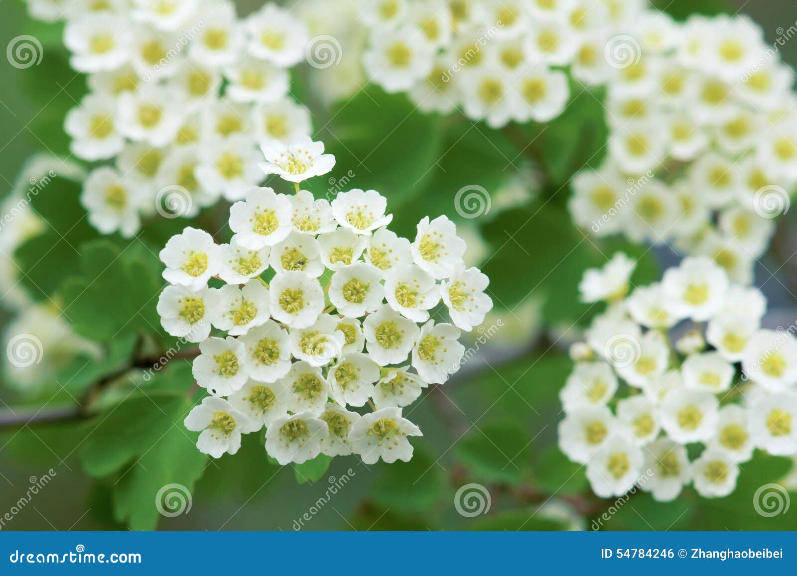 Hawthorn Flowers Crataegus Laevigata Close-up Stock Photography ...
