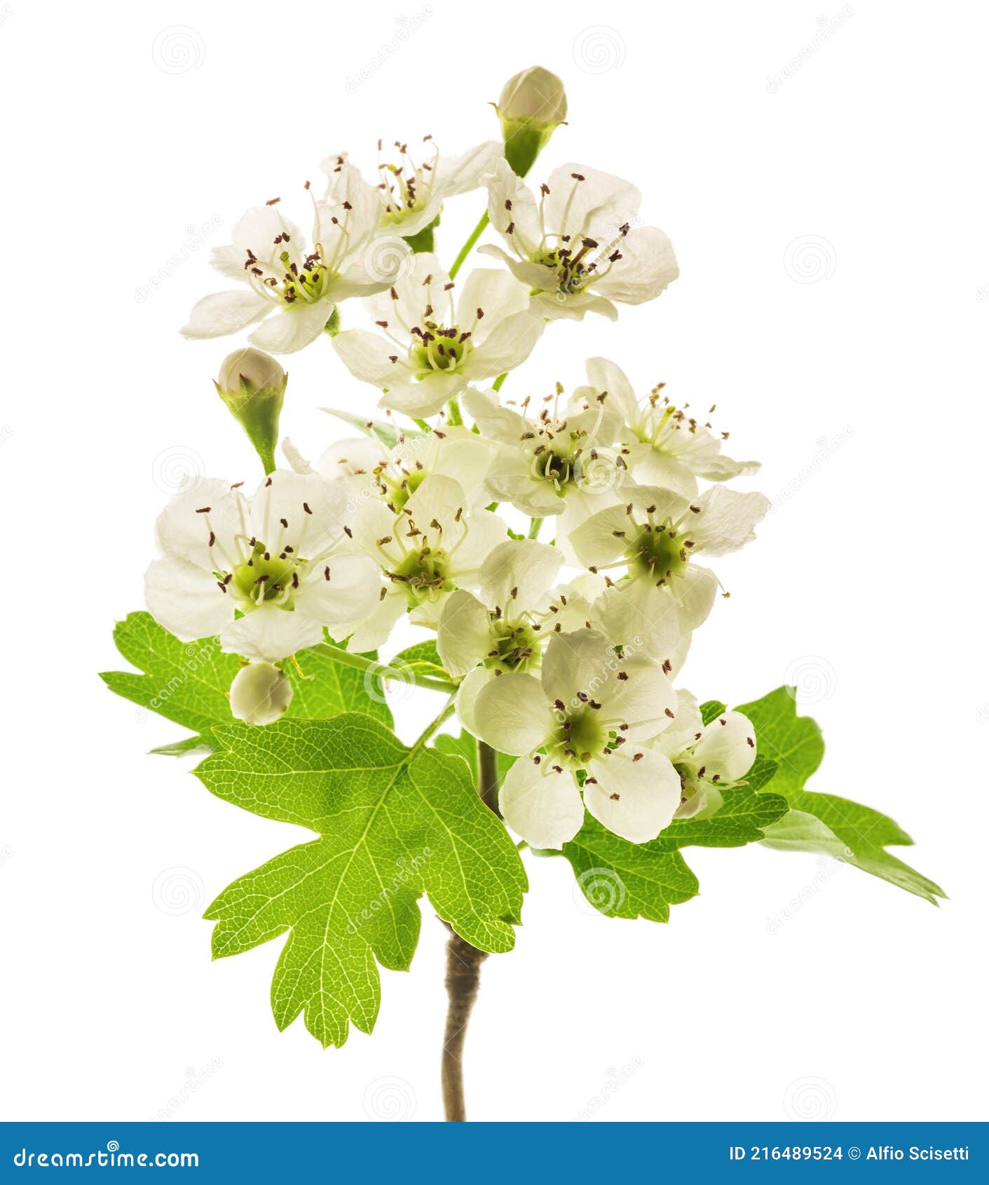 Hawthorn Flowers Crataegus Laevigata Close-up Stock Photography ...