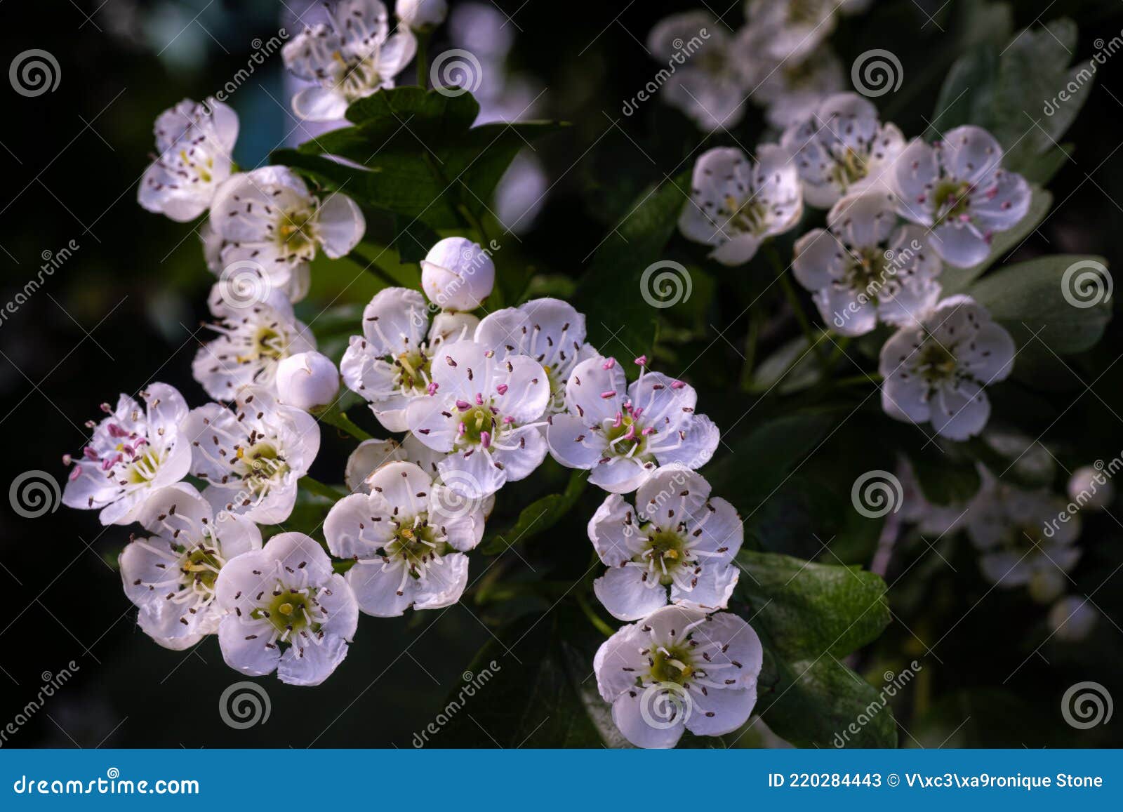 Hawthorn Flowers in Springtime, Close-up Stock Image - Image of fresh ...