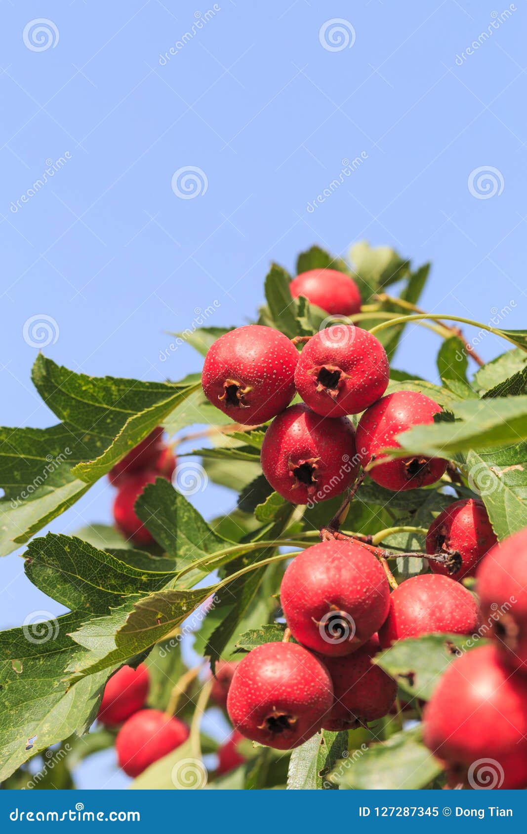 Hawthorn Fruit Ripe on the Tree Stock Image - Image of objects, ripe ...