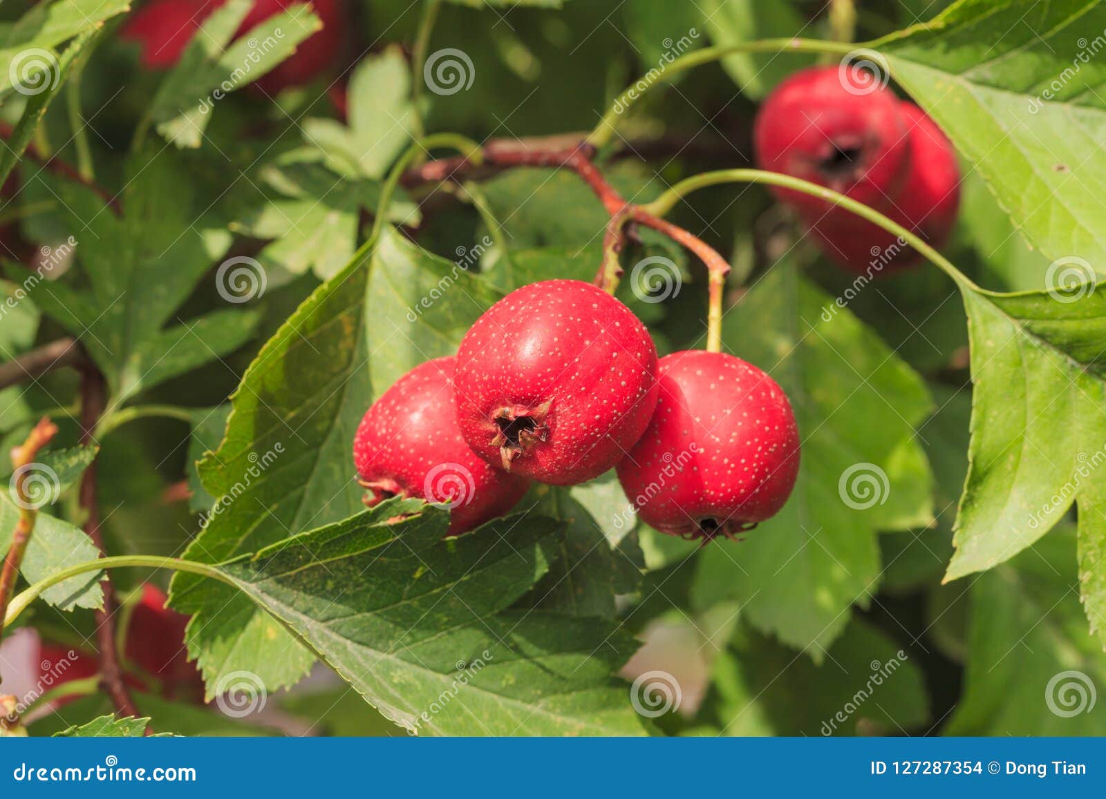 Hawthorn Fruit Ripe on the Tree Stock Photo - Image of ripening, sweets ...