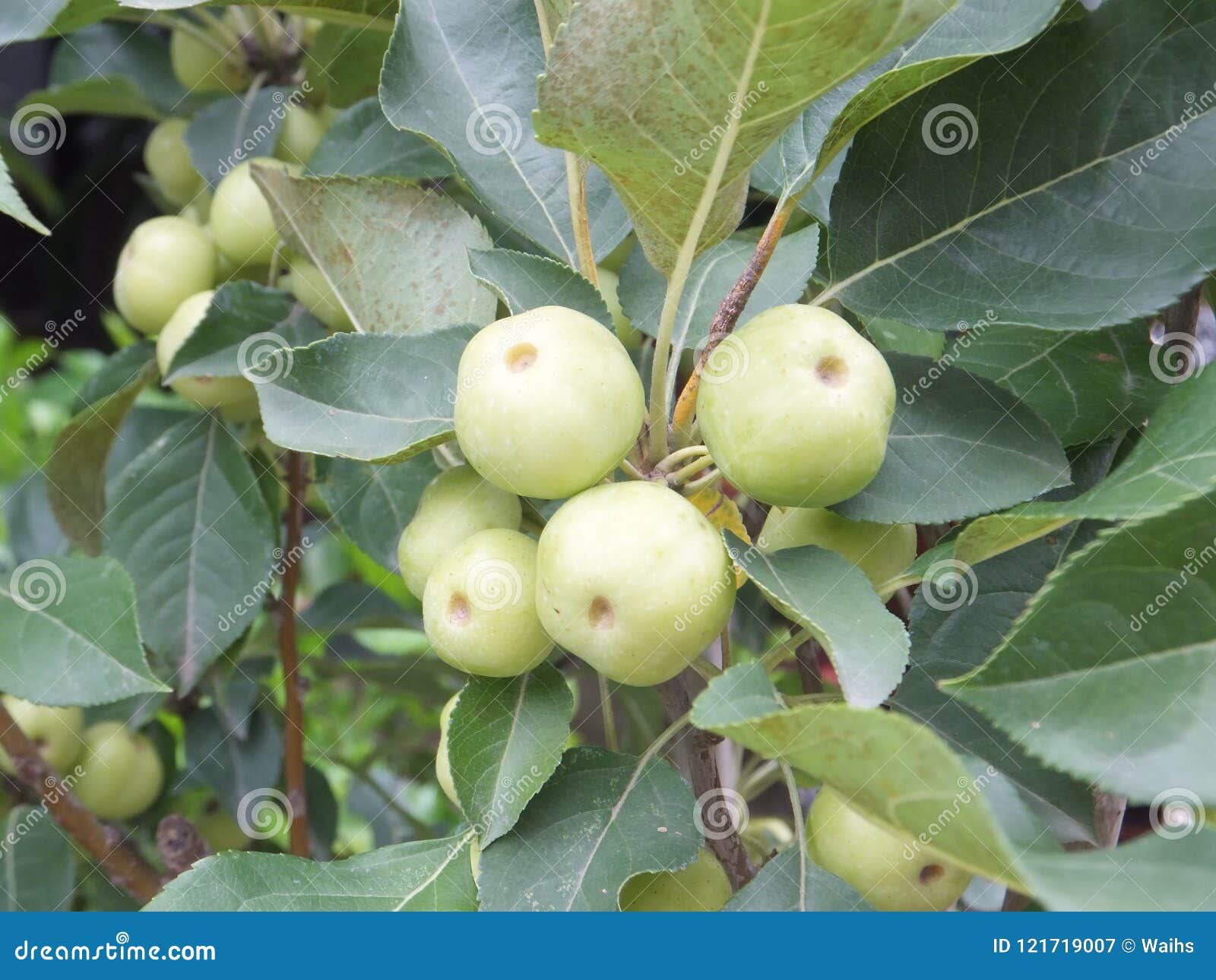 Hawthorn Fruit in the Hawthorn Tree, Not Mature Stock Image - Image of ...