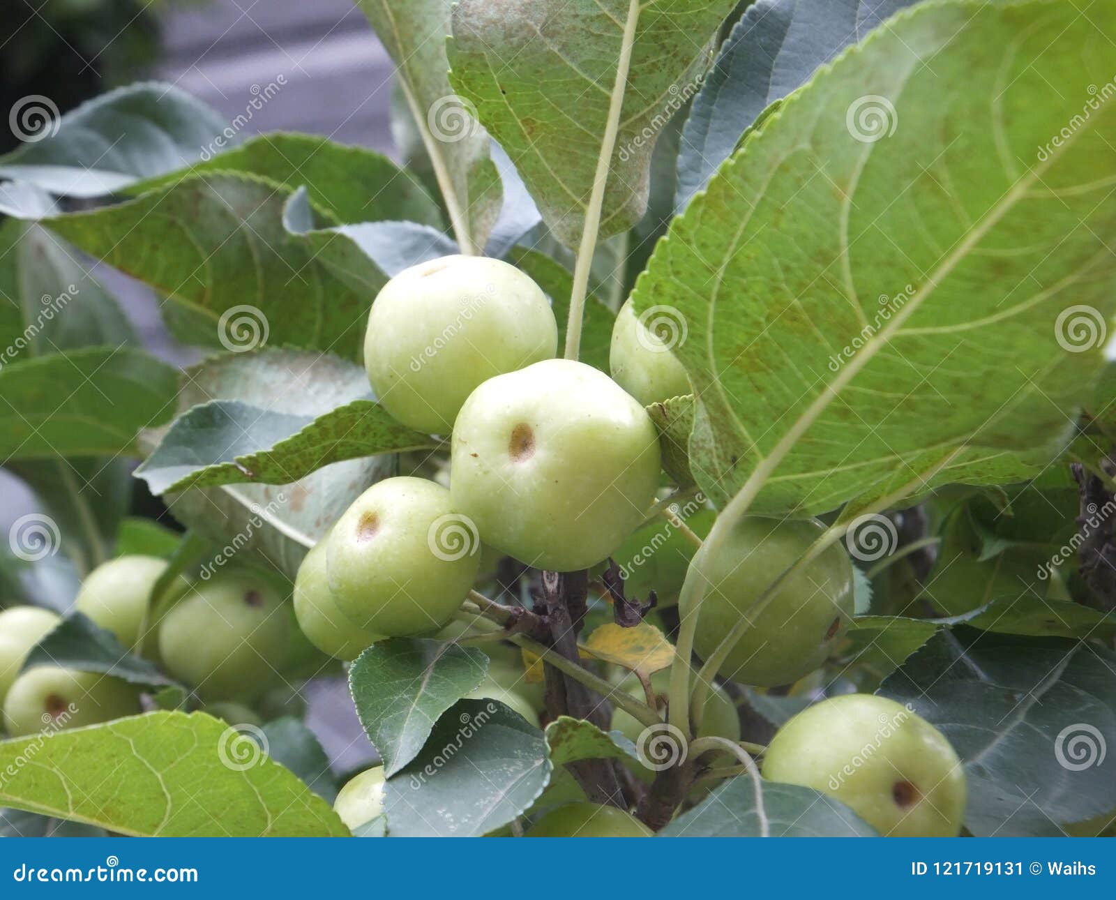 Hawthorn Fruit in the Hawthorn Tree, Not Mature Stock Image - Image of ...