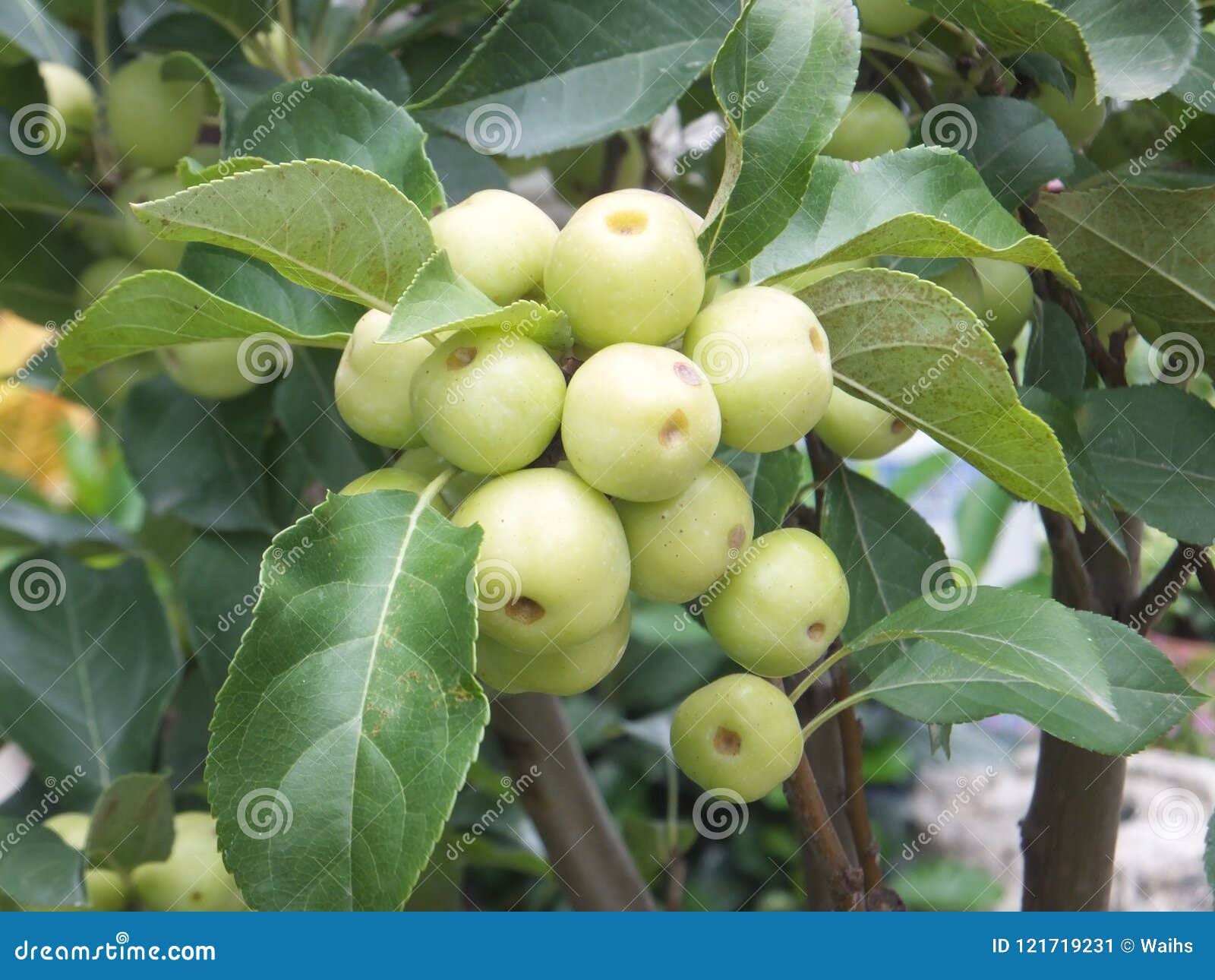 Hawthorn Fruit in the Hawthorn Tree, Not Mature Stock Image - Image of ...