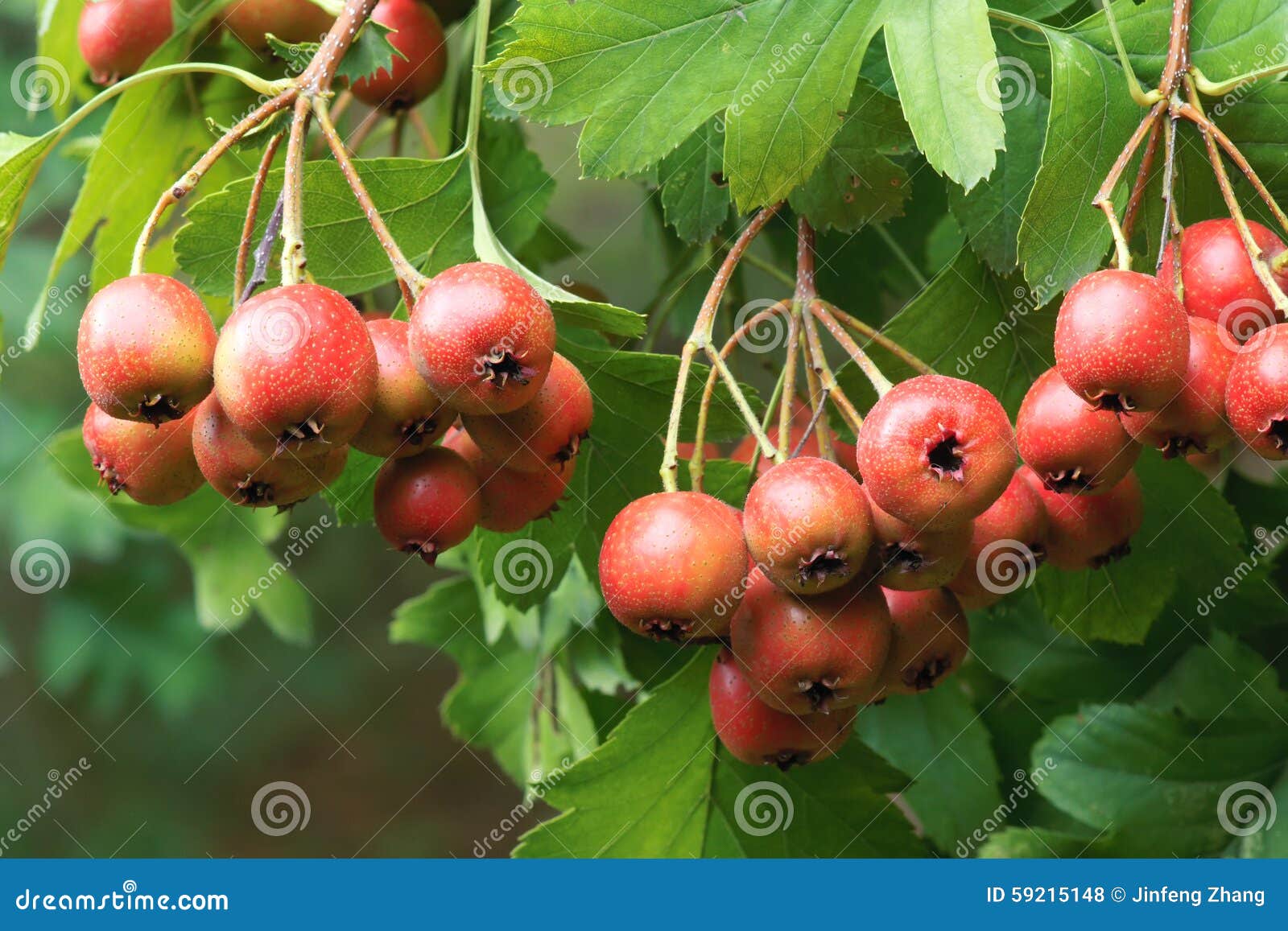 Hawthorn fruits stock photo. Image of tree, leaves, fructification ...