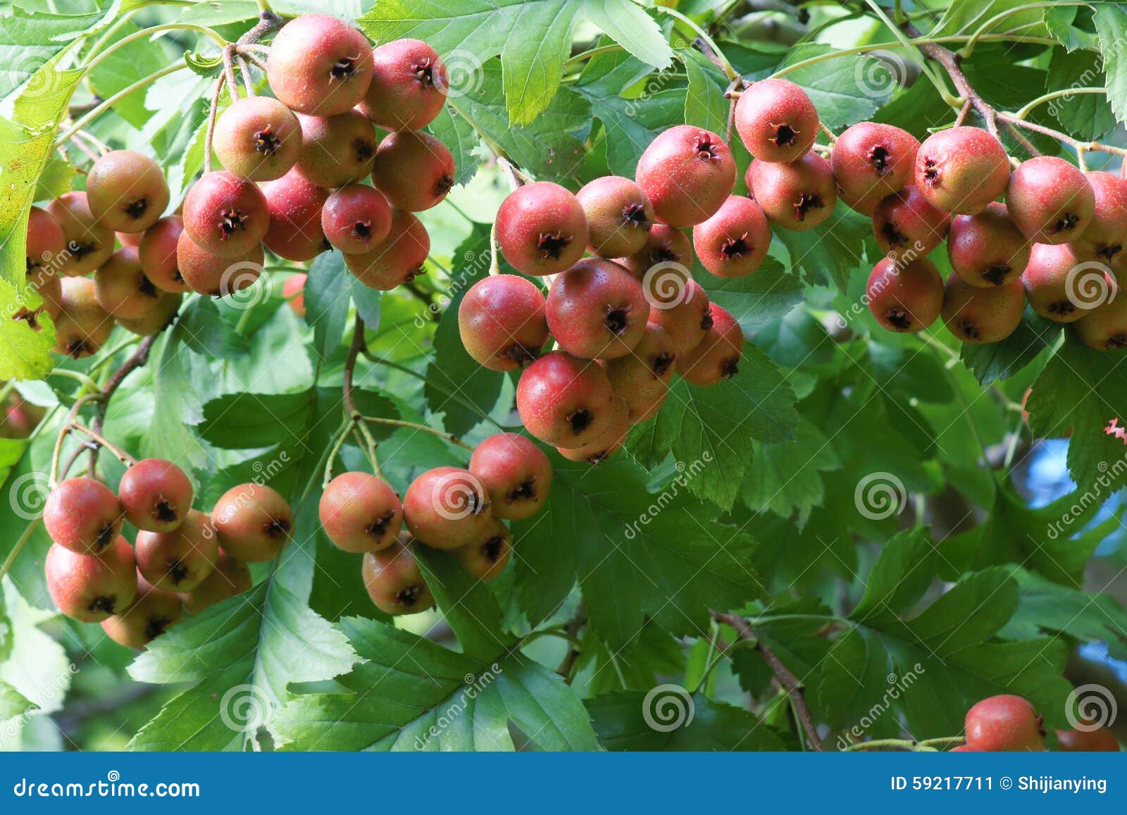 Hawthorn fruits stock image. Image of tree, leaf, eatable - 59217711