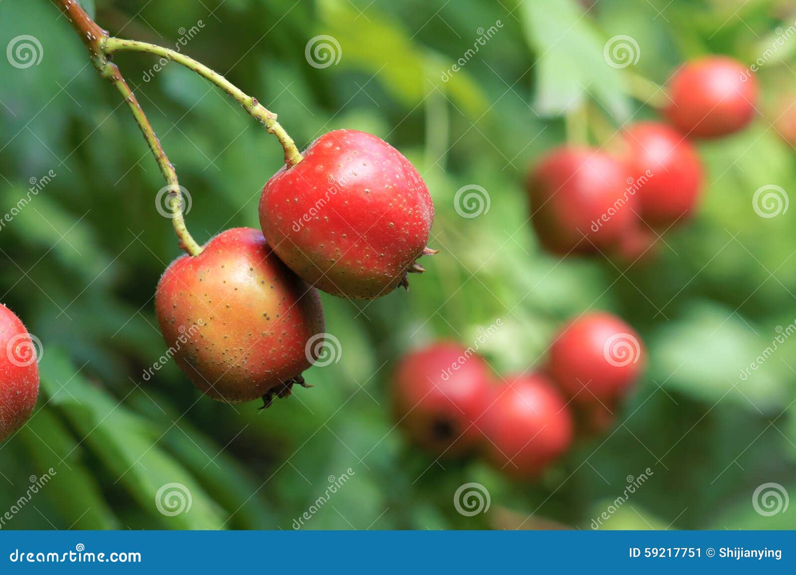 Hawthorn fruits stock image. Image of eating, eatable - 59217751