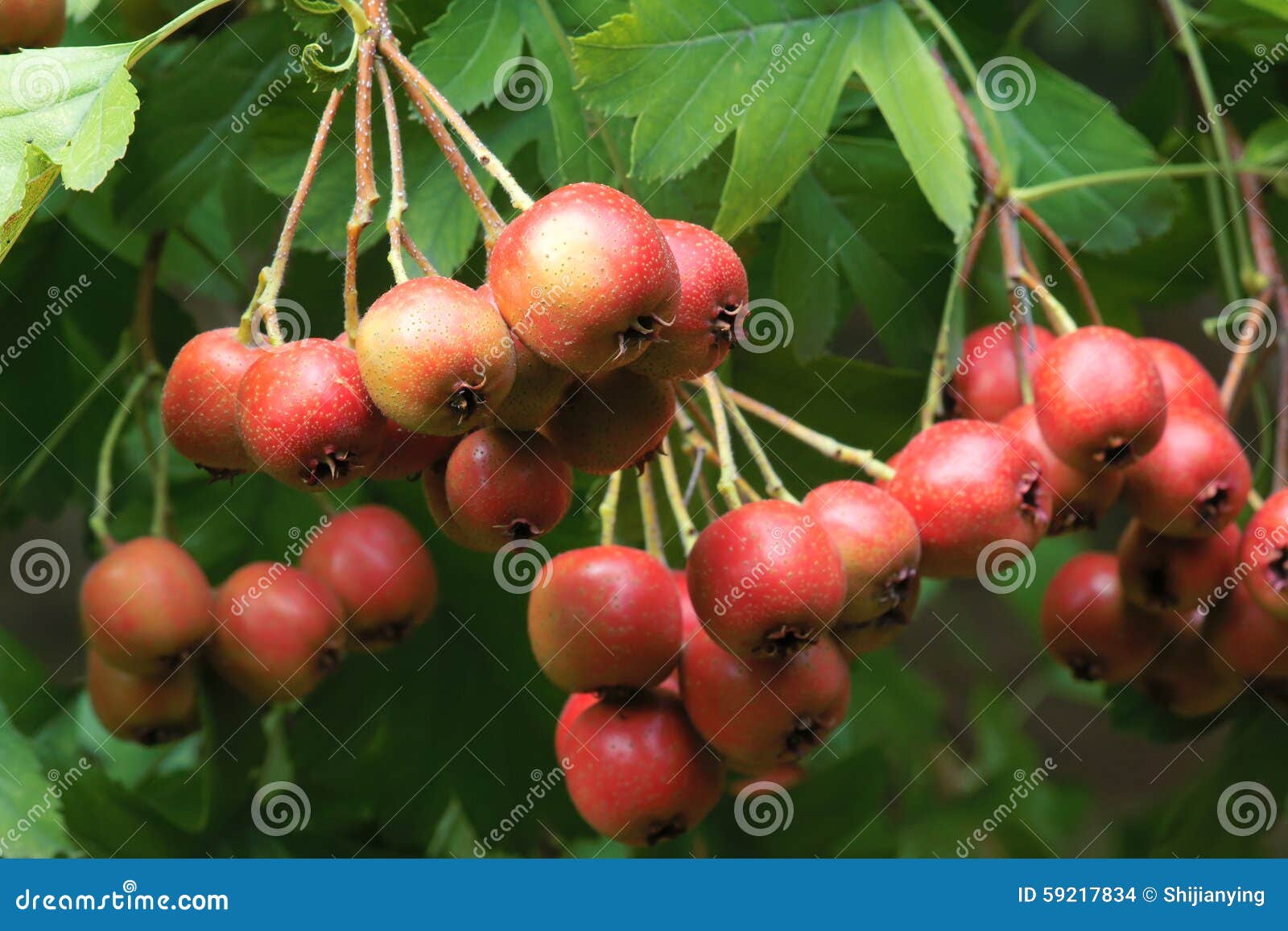 Hawthorn fruits stock photo. Image of delicious, ansu - 59217834